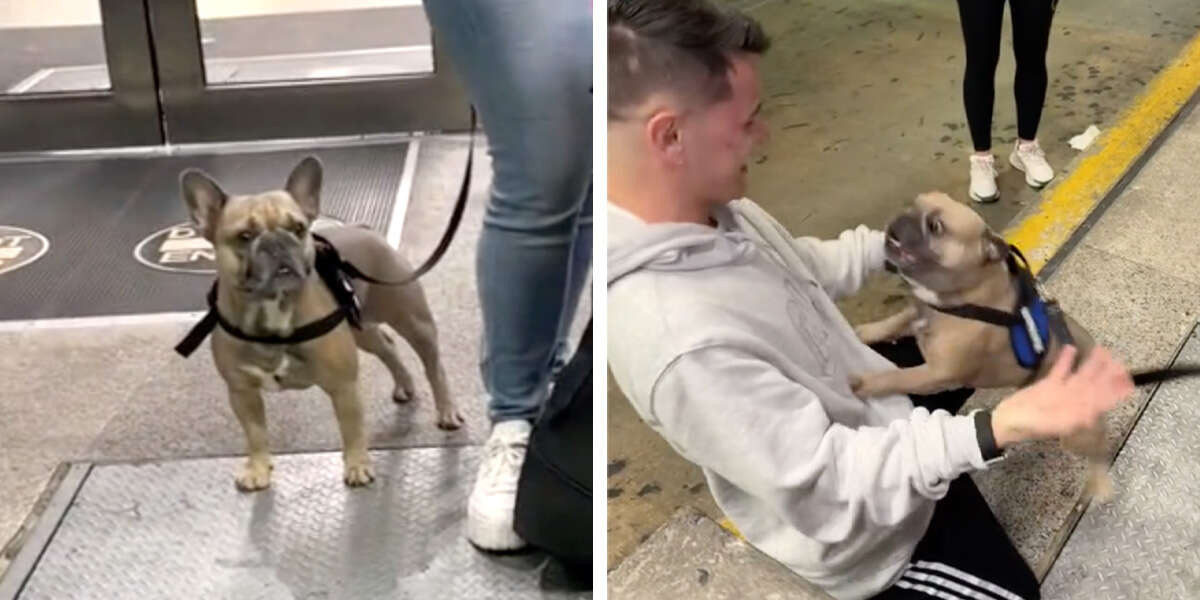 Dog Does A Double-Take When He Sees His Best Friend After 7 Months ...
