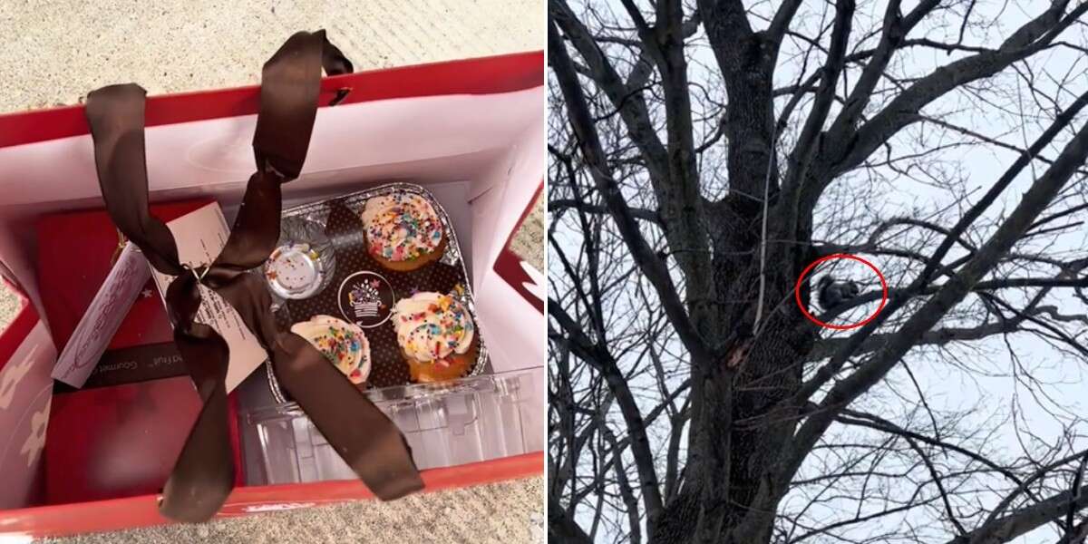 Dad Catches A Furry Thief Stealing His Kids' Birthday Cupcakes - The Dodo