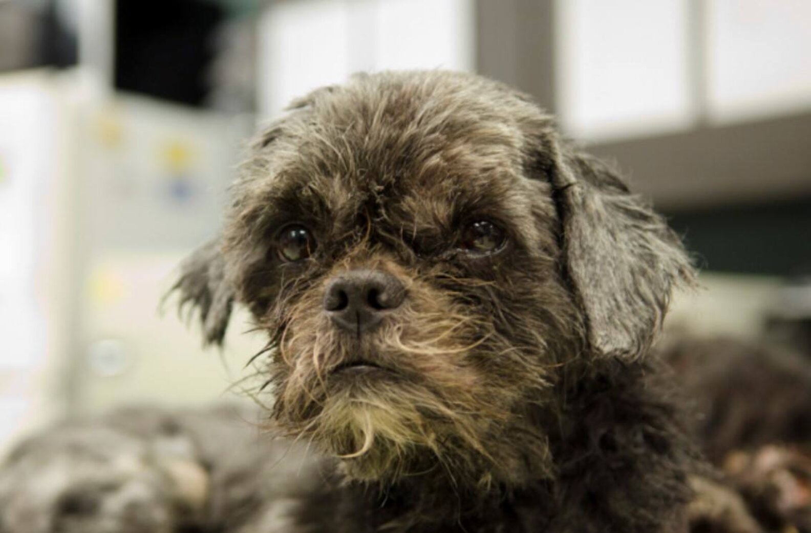 Matted Dog 'Frozen To The Ground' Is Unrecognizable After Losing 6 ...
