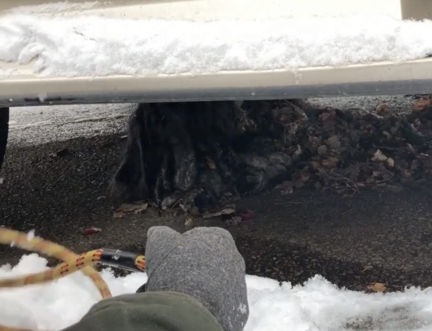 Matted Dog 'Frozen To The Ground' Is Unrecognizable After Losing 6 ...