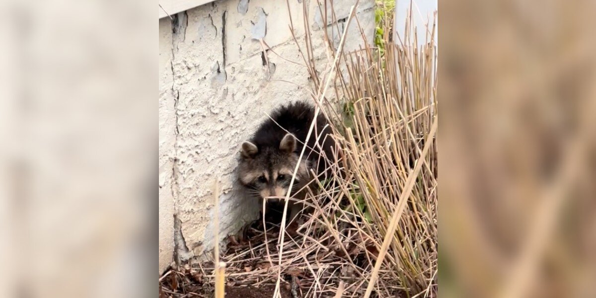 Rescuer Answers Call About Injured Raccoon, Then Realizes What’s Really ...