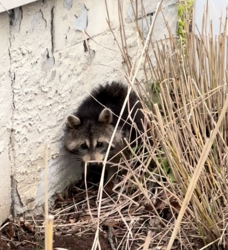 Rescuer Answers Call About Injured Raccoon, Then Realizes What’s Really ...