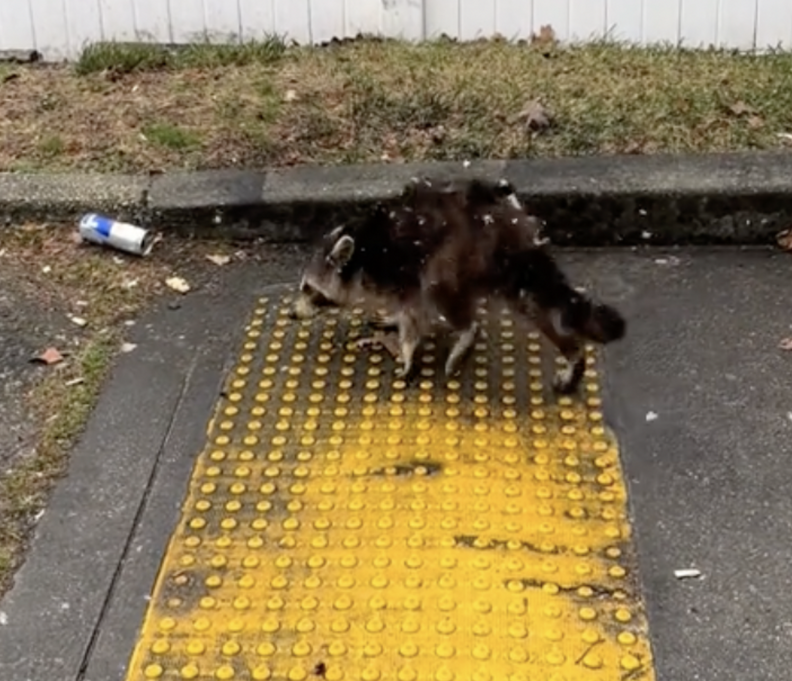 Rescuer Answers Call About Injured Raccoon, Then Realizes What’s Really ...