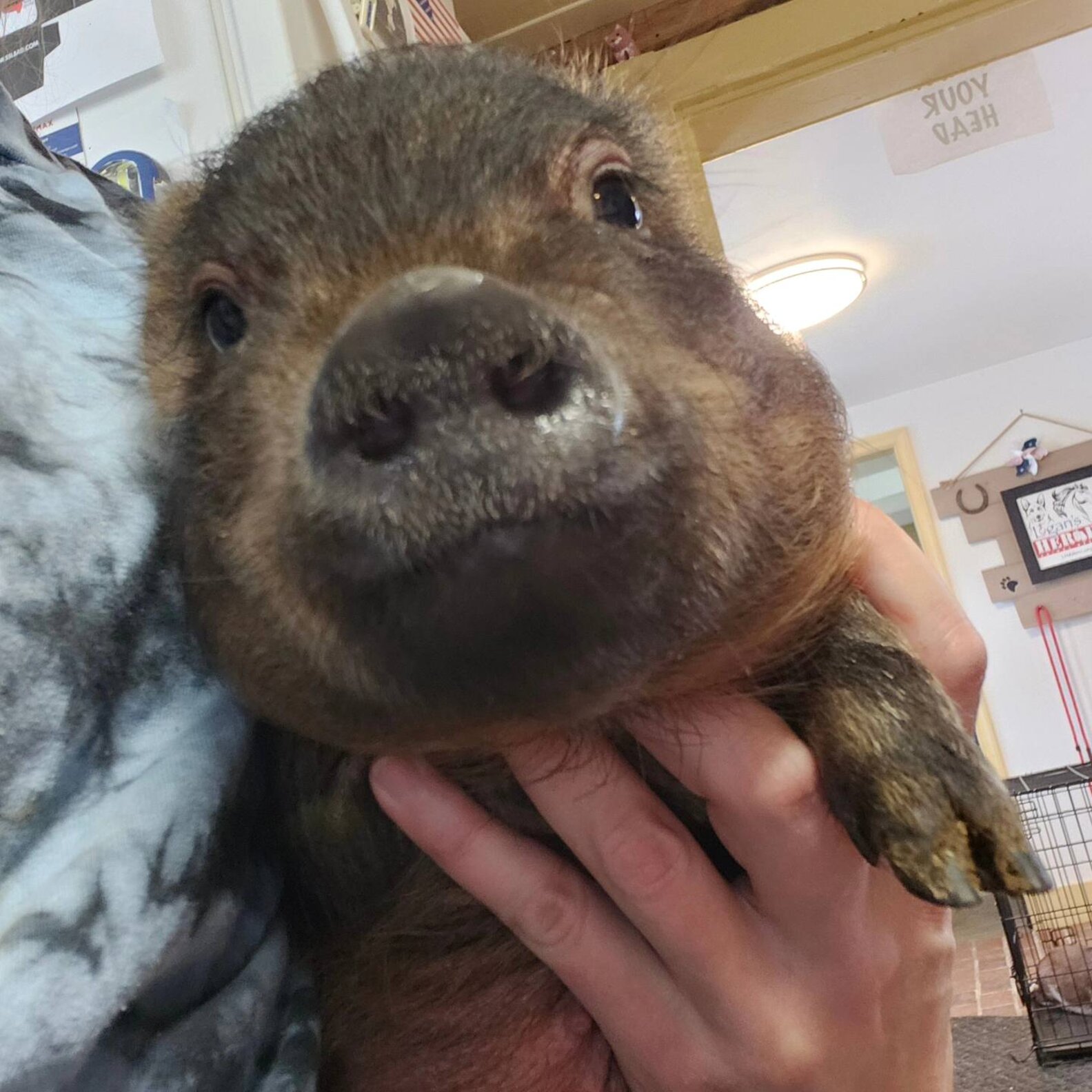People Hear Squealing Coming From Box Left Outside McDonald's - The Dodo