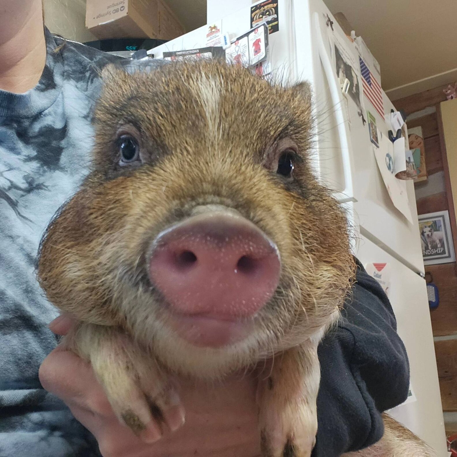 People Hear Squealing Coming From Box Left Outside McDonald's - The Dodo