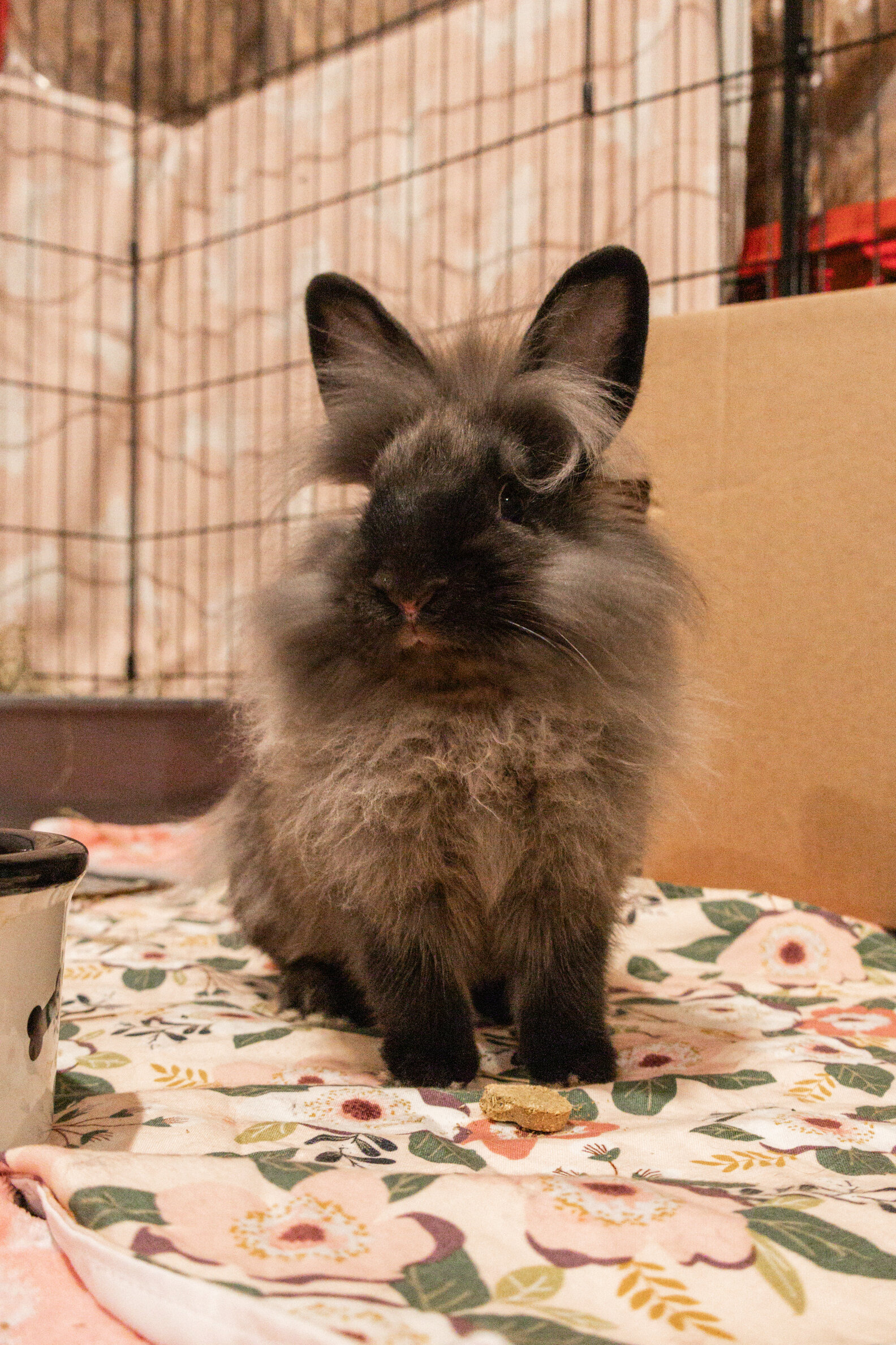 Realtor Dealing With House For Rent Finds A Bunch Of Babies Left Behind ...