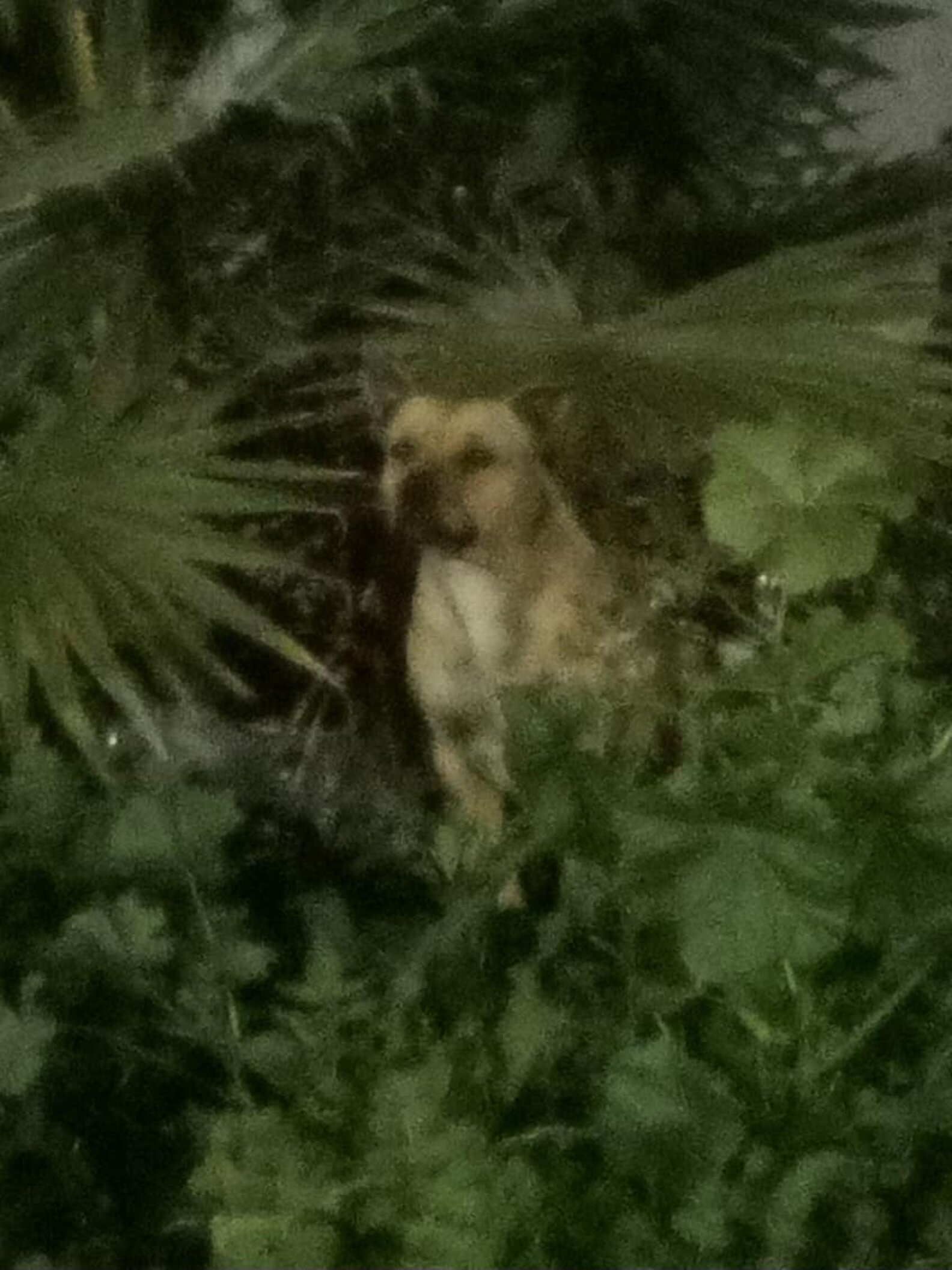 Abandoned Dog Refuses To Budge In Hopes Her Family Will Return For Her ...