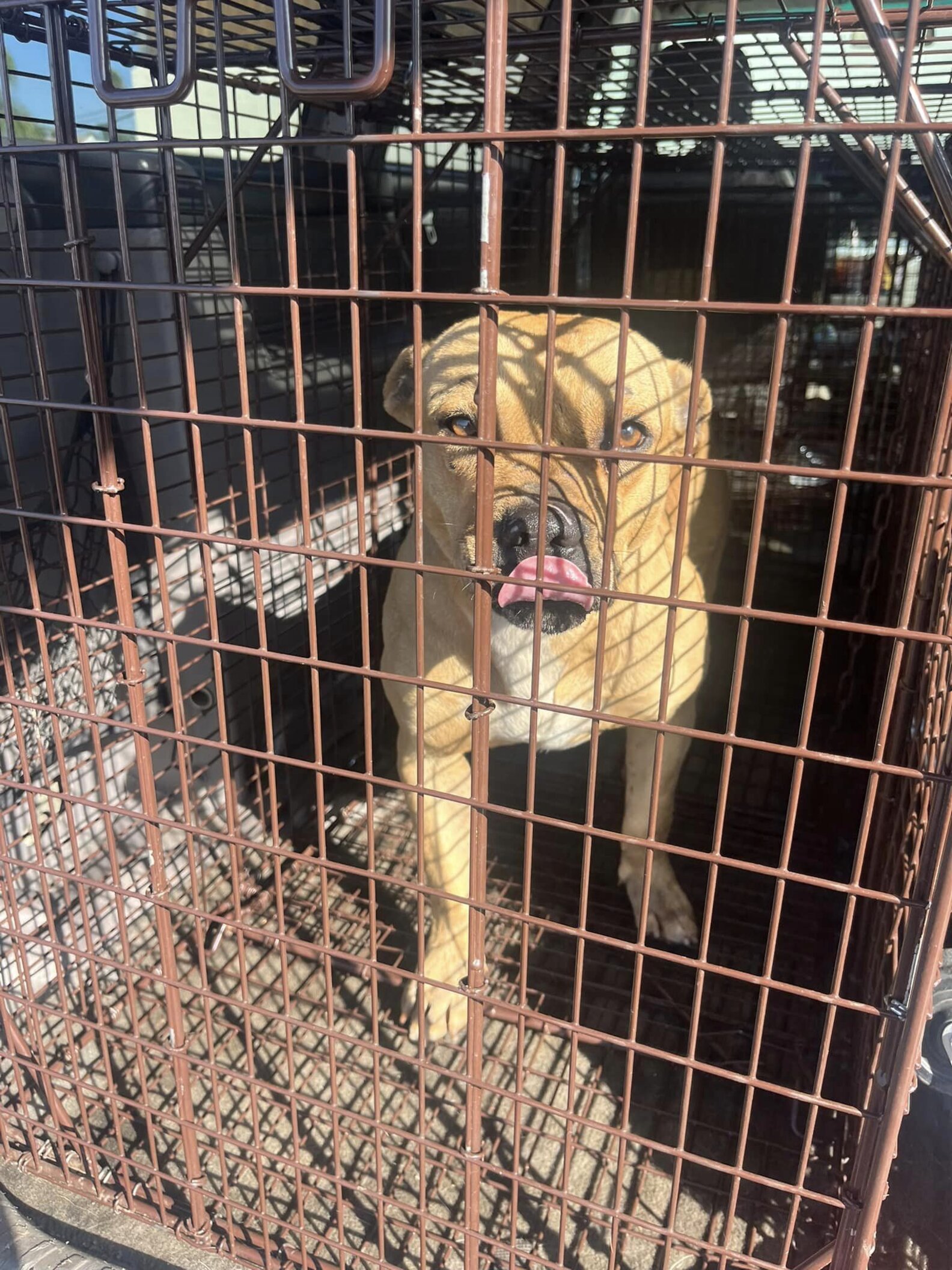 Abandoned Dog Refuses To Budge In Hopes Her Family Will Return For Her ...