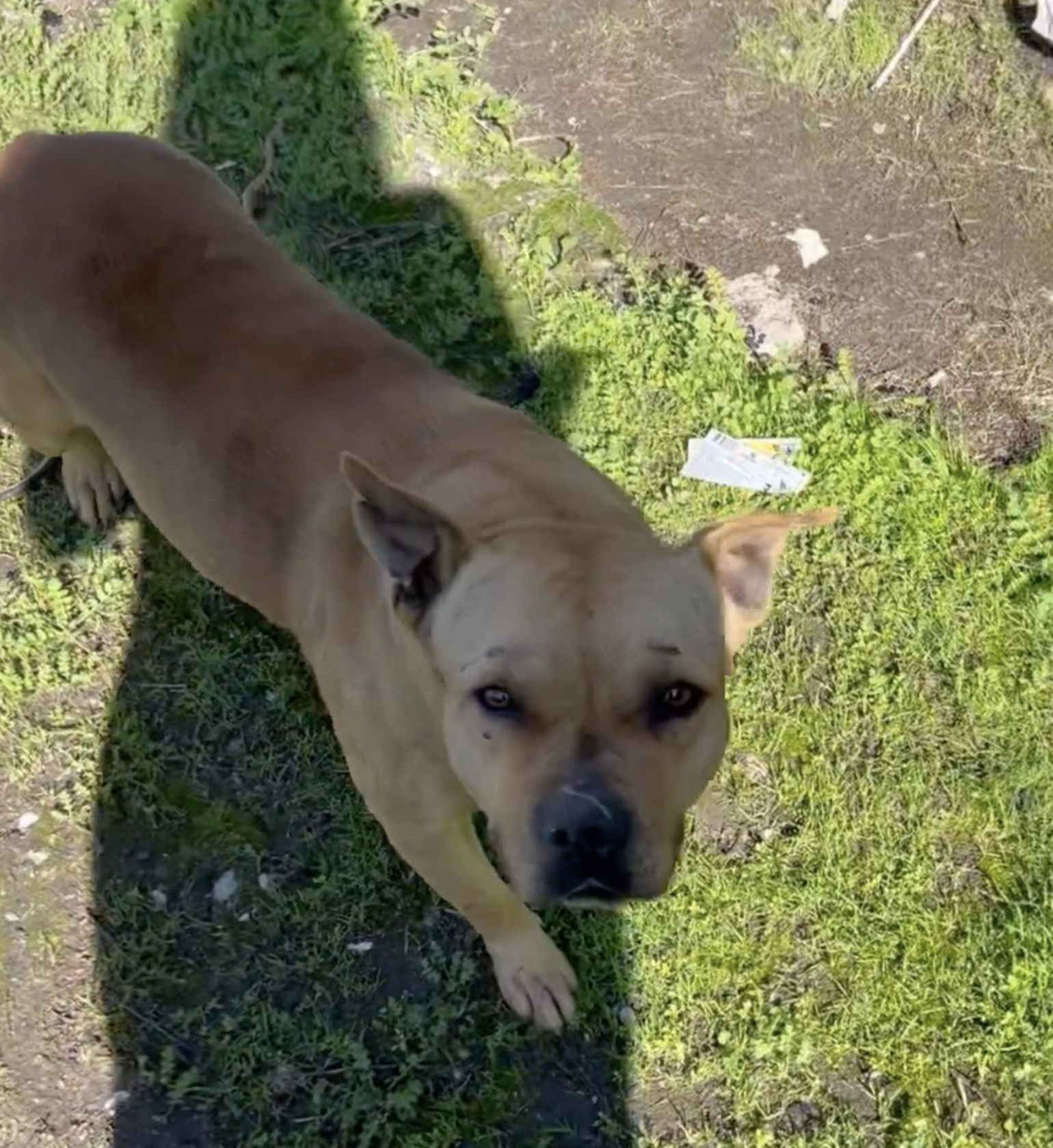 Abandoned Dog Refuses To Budge In Hopes Her Family Will Return For Her ...