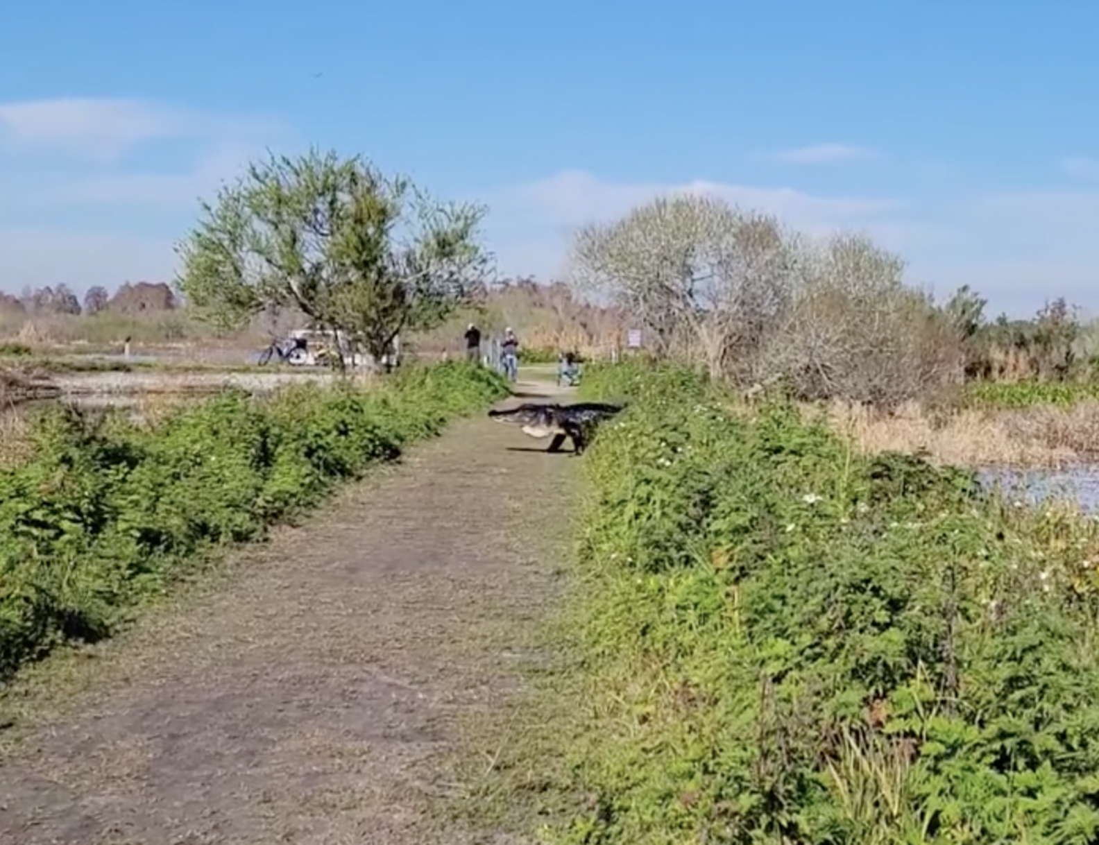 Hiker Stops Dead In His Tracks As Massive 'Monster' Alligator Crosses ...