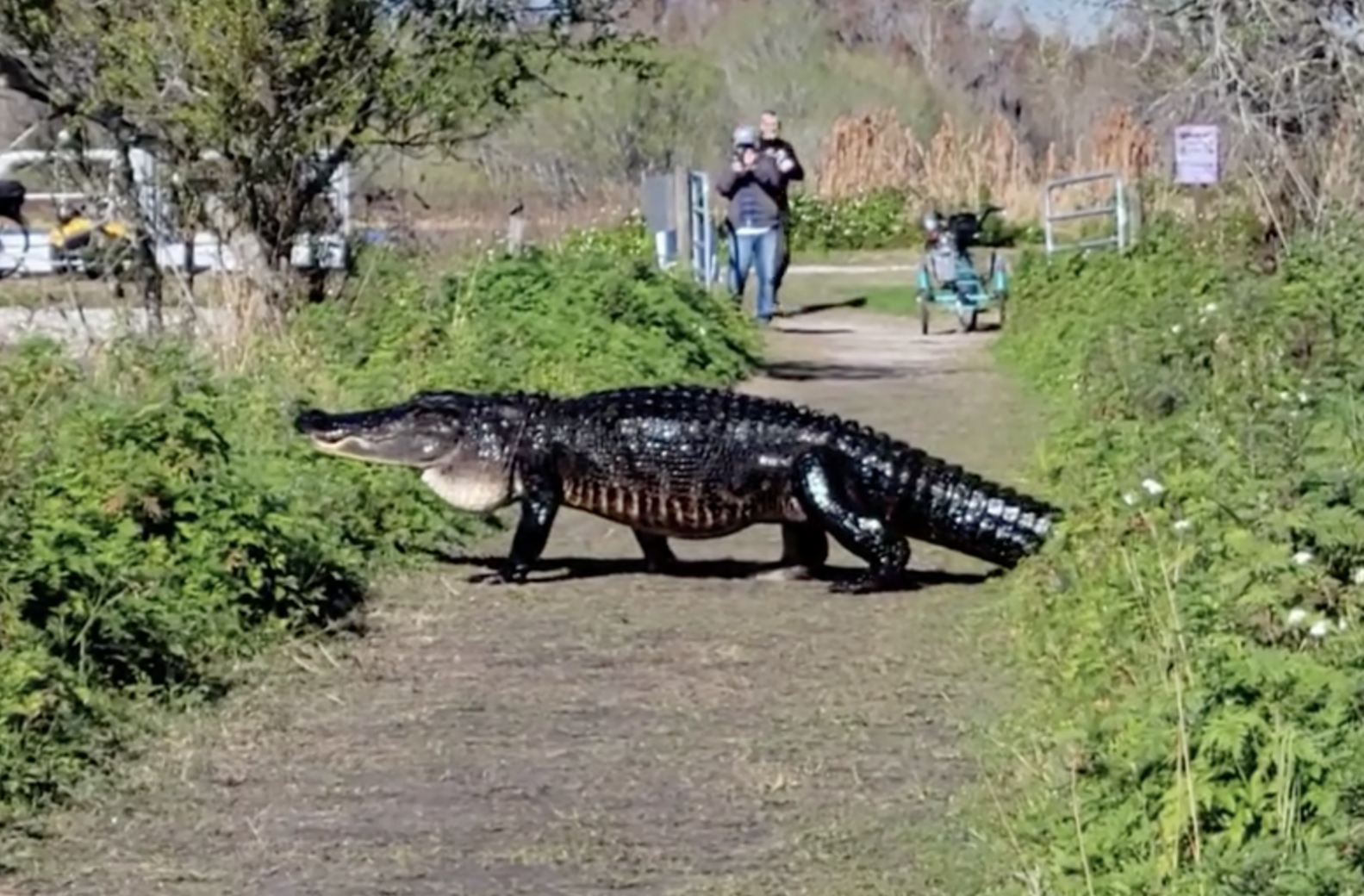 Hiker Stops Dead In His Tracks As Massive 'Monster' Alligator Crosses ...