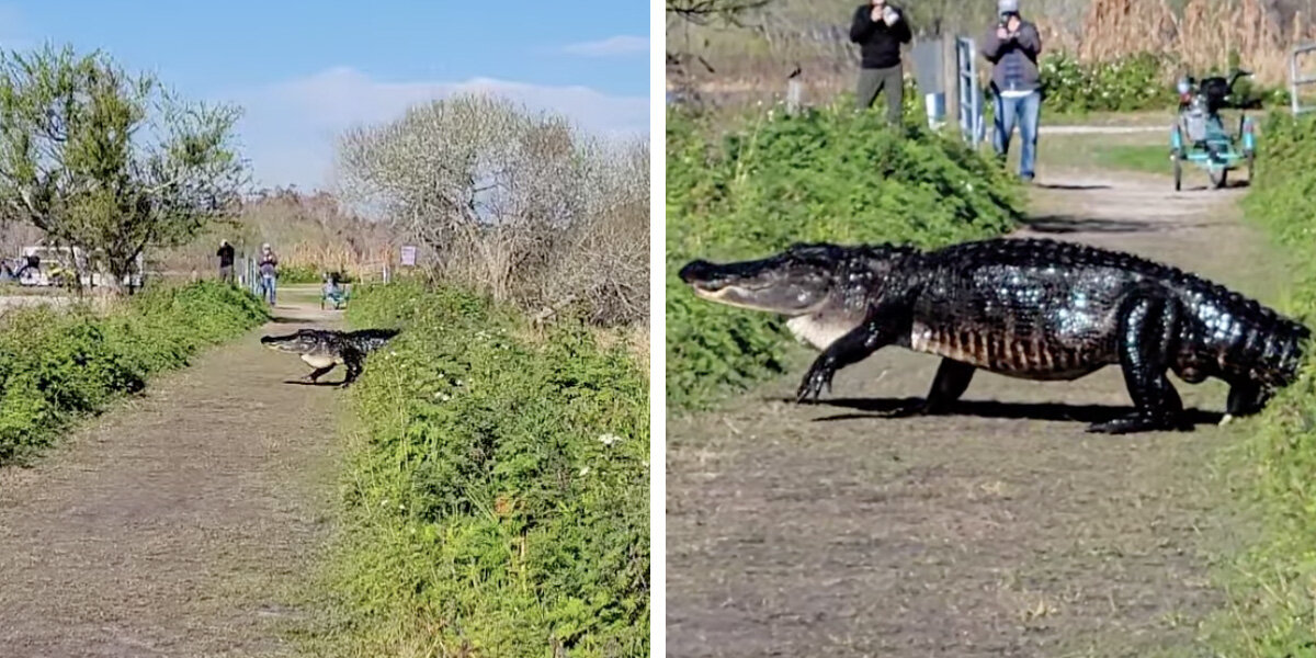 Hiker Stops Dead In His Tracks As Massive 'Monster' Alligator Crosses ...