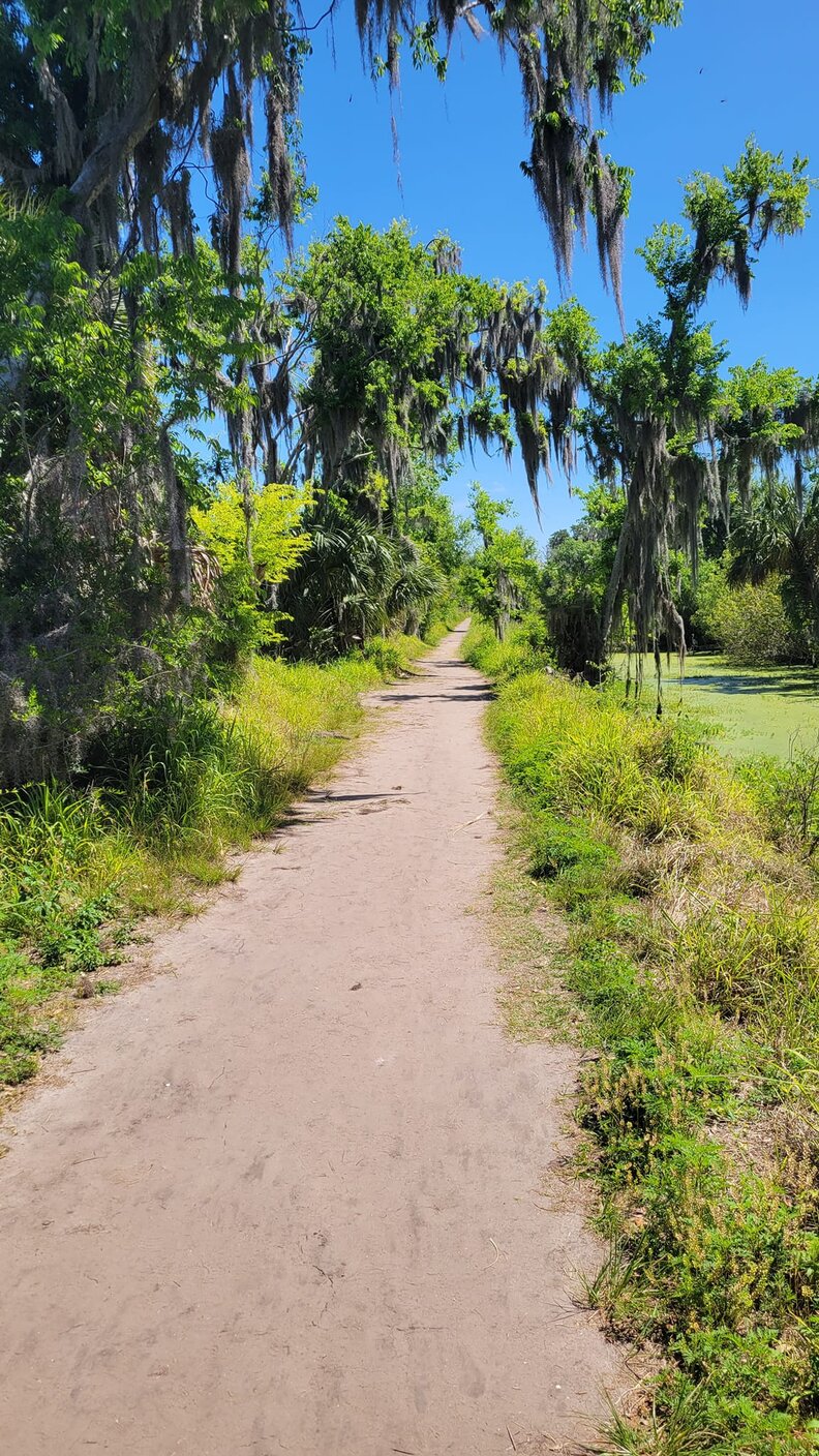 Hiker Stops Dead In His Tracks As Massive 'Monster' Alligator Crosses ...