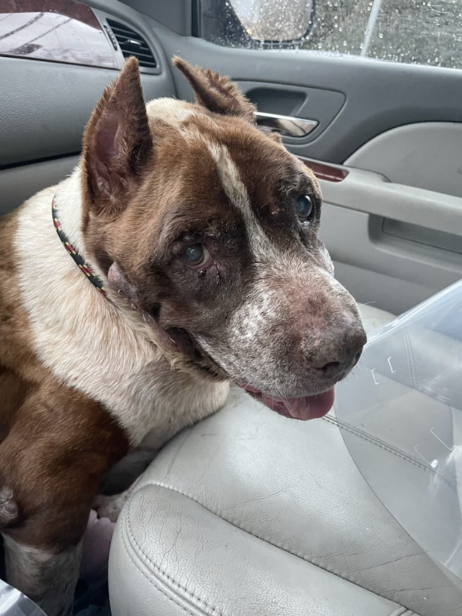 Dog Clings To Owner's Leg At Shelter Knowing He's About To Be Left ...