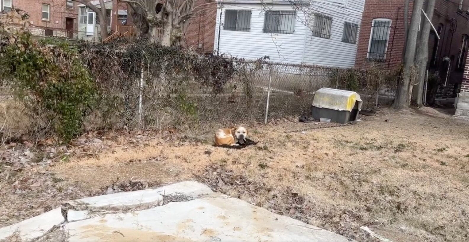 Dog Chained To Fence Behind Abandoned House Can't Believe Someone ...