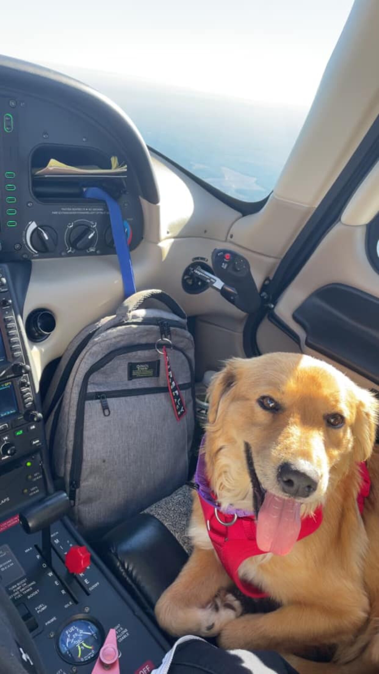 Dog Rescued From Shipping Container Has Been Hiding A Sweet Surprise ...