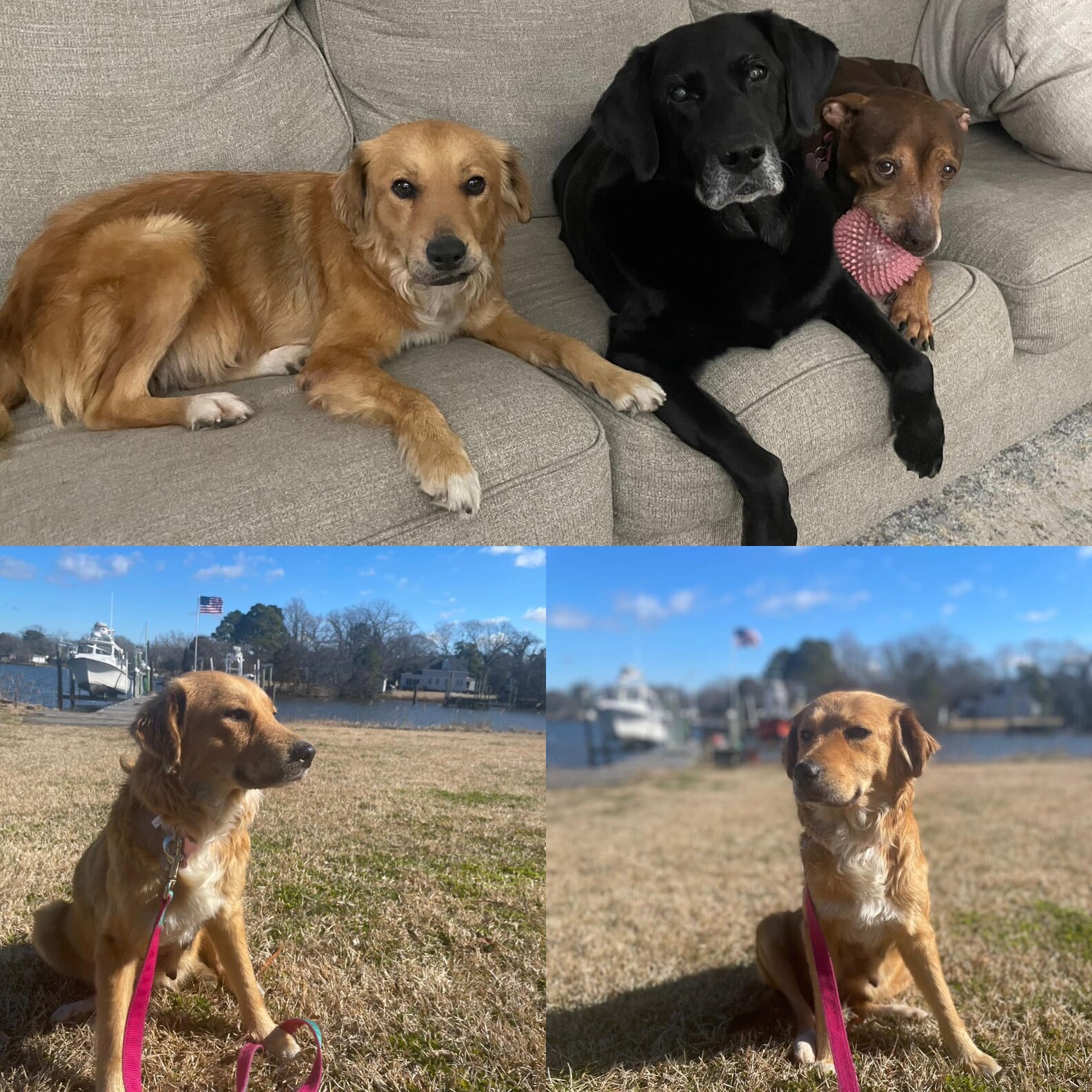 Dog Rescued From Shipping Container Has Been Hiding A Sweet Surprise ...