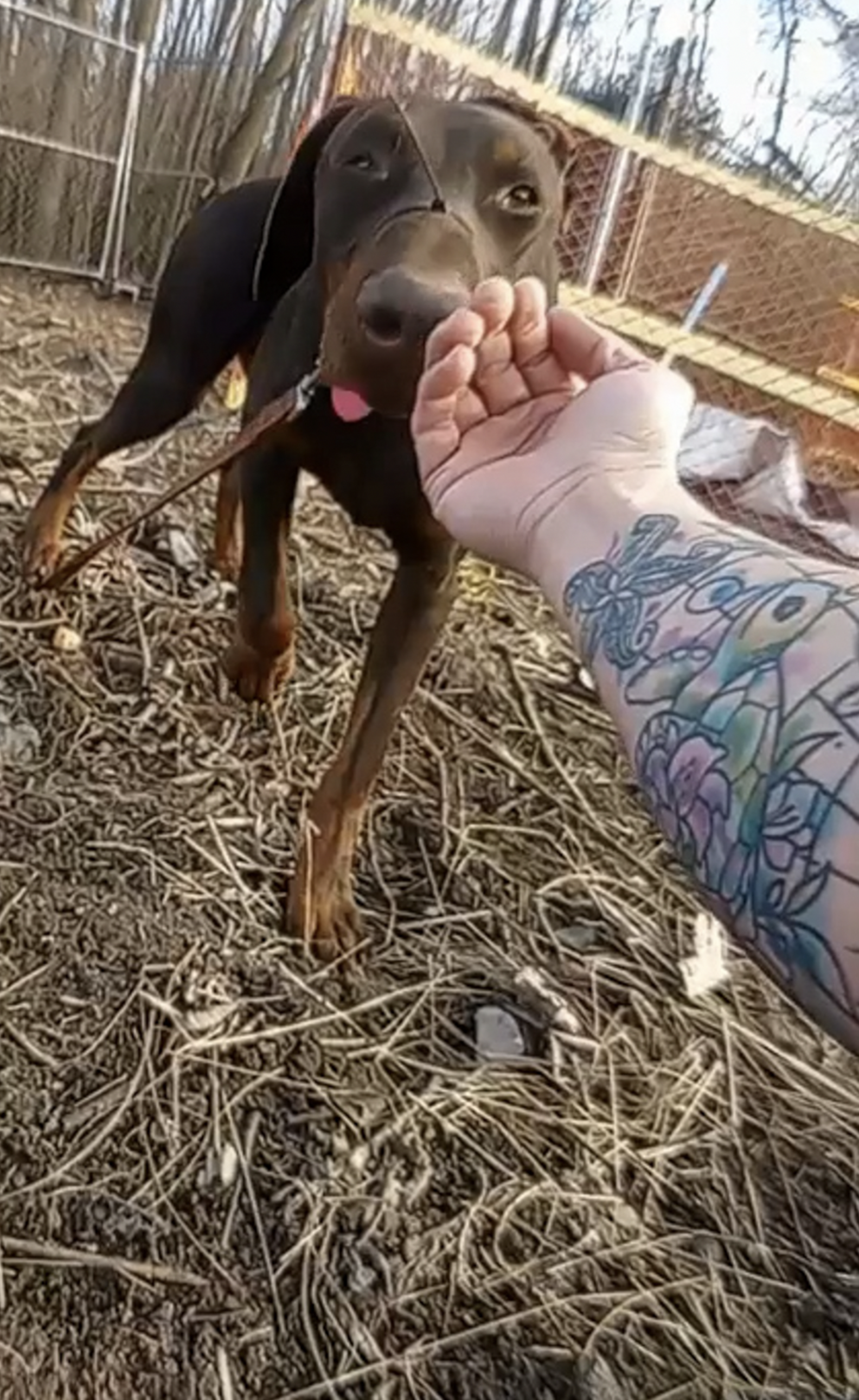Cop Offers Hand Out To Terrified Dog — Then Changes His Life Forever ...
