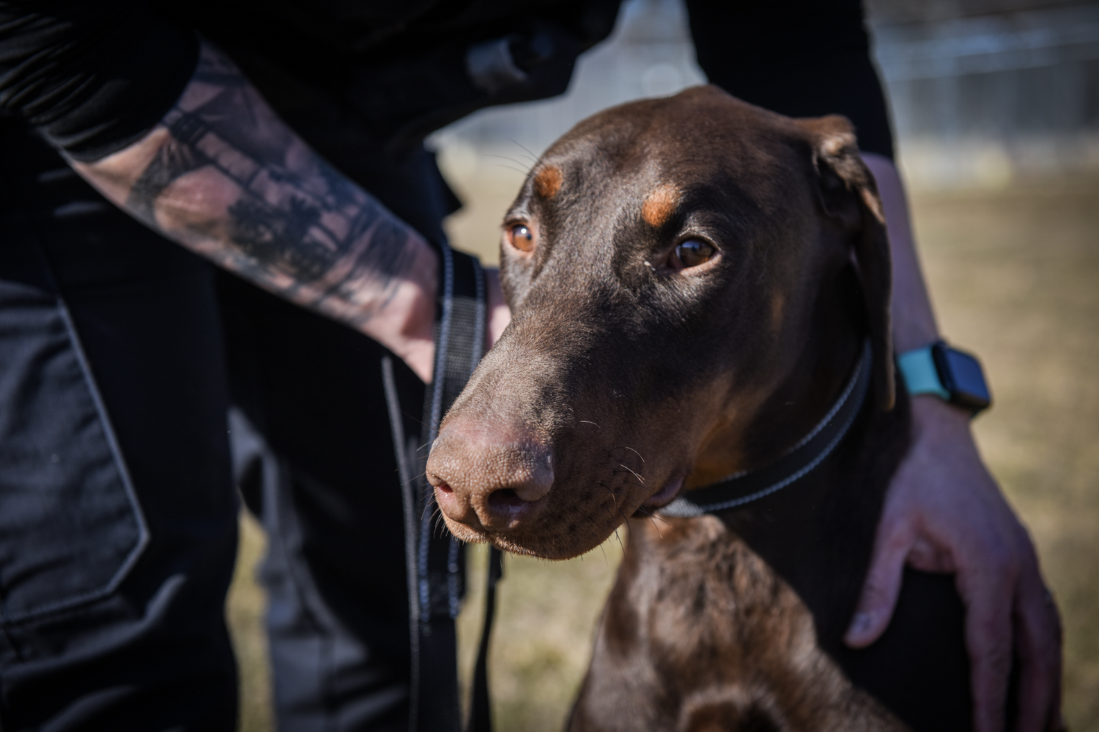 Cop Offers Hand Out To Terrified Dog — Then Changes His Life Forever ...