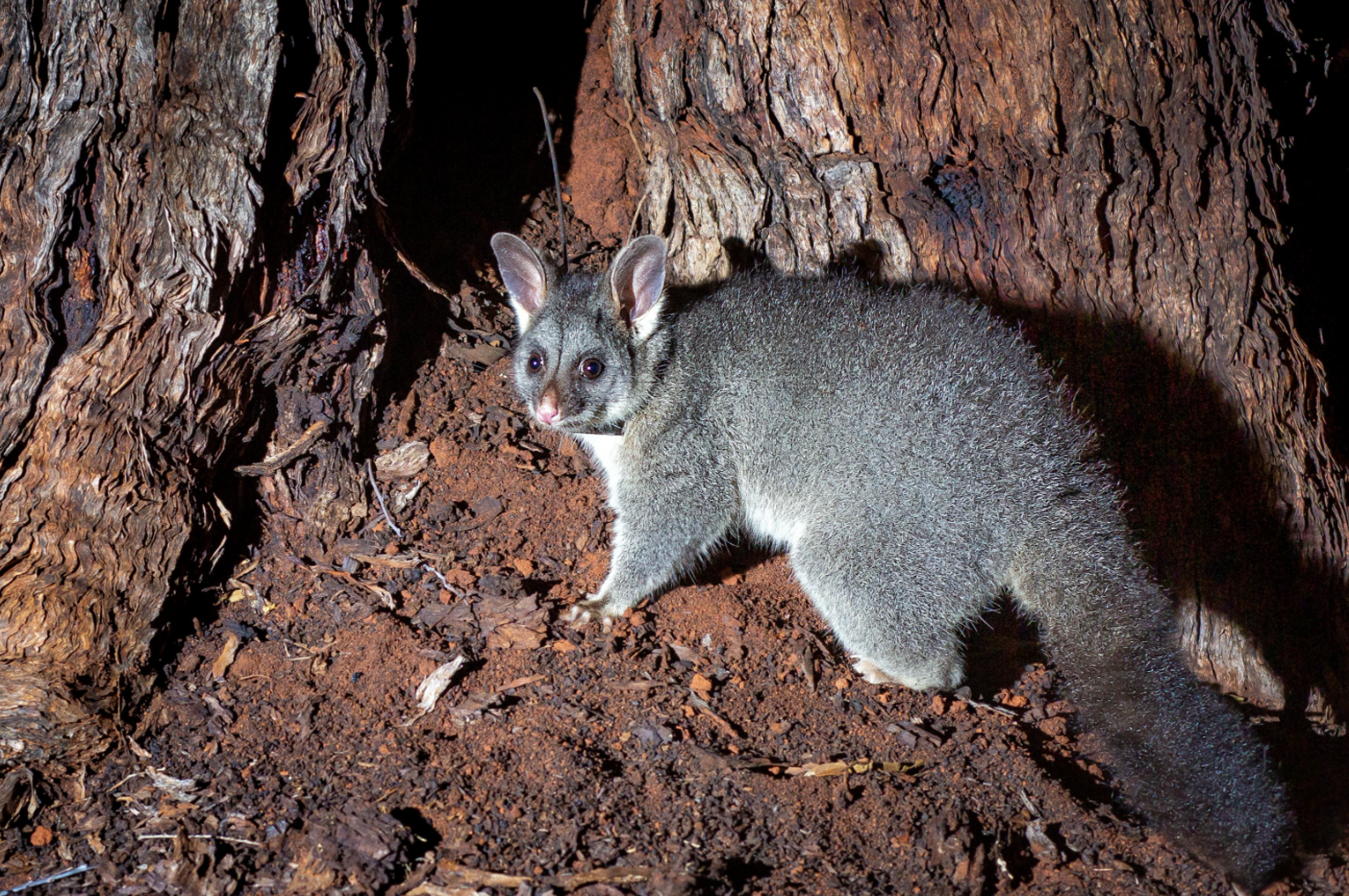 Researchers Can't Believe Their Eyes When They See Extinct Animal On ...