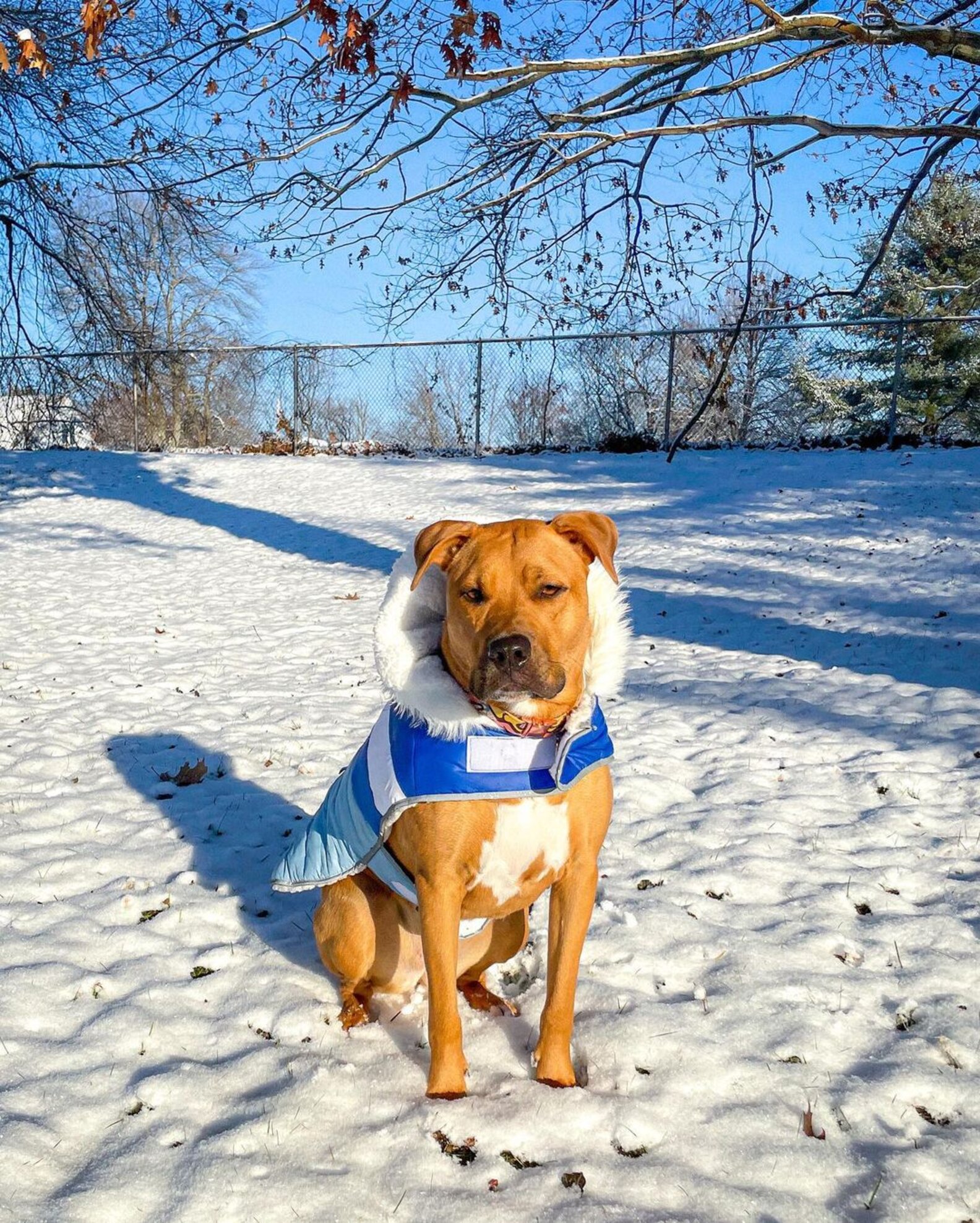 People Cross The Street To Avoid Woman's Dog — Then She Realizes Why ...