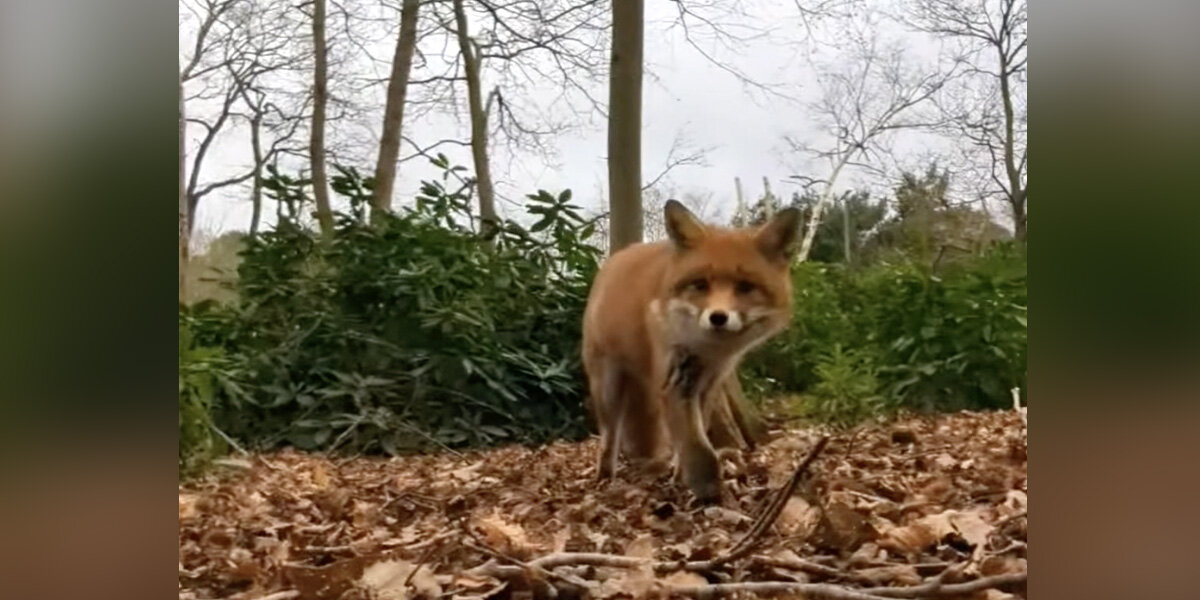 Sly Fox Steals Man's Cell Phone And Records Himself Running Away - The Dodo
