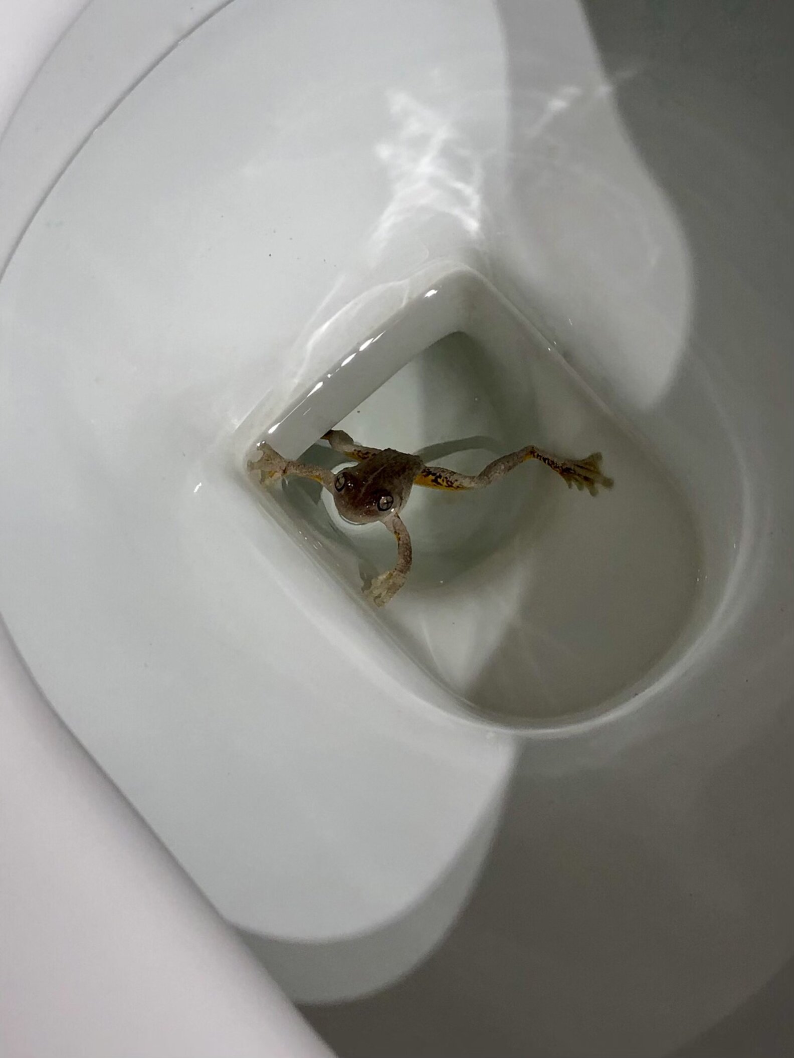 Woman Has Spent Months Sharing Her Toilet With A Wild Frog Named ...