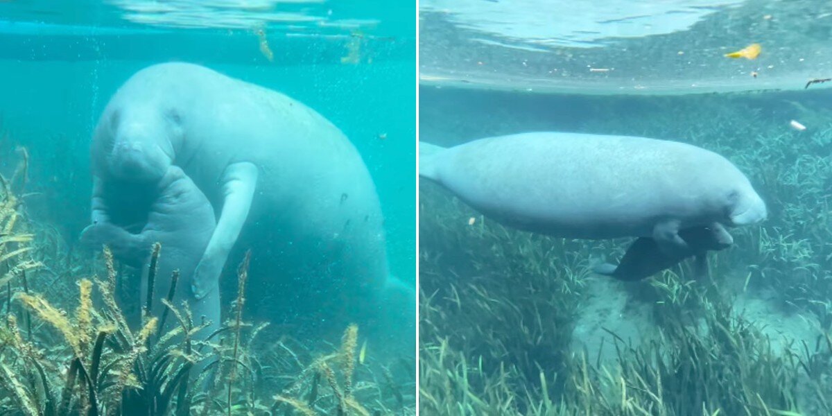 Camera Captures Heartwarming Moment Wild Manatee Mom And Baby Hug And ...
