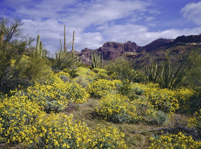 Where to See Desert Wildflowers Near Phoenix, Arizona - Thrillist