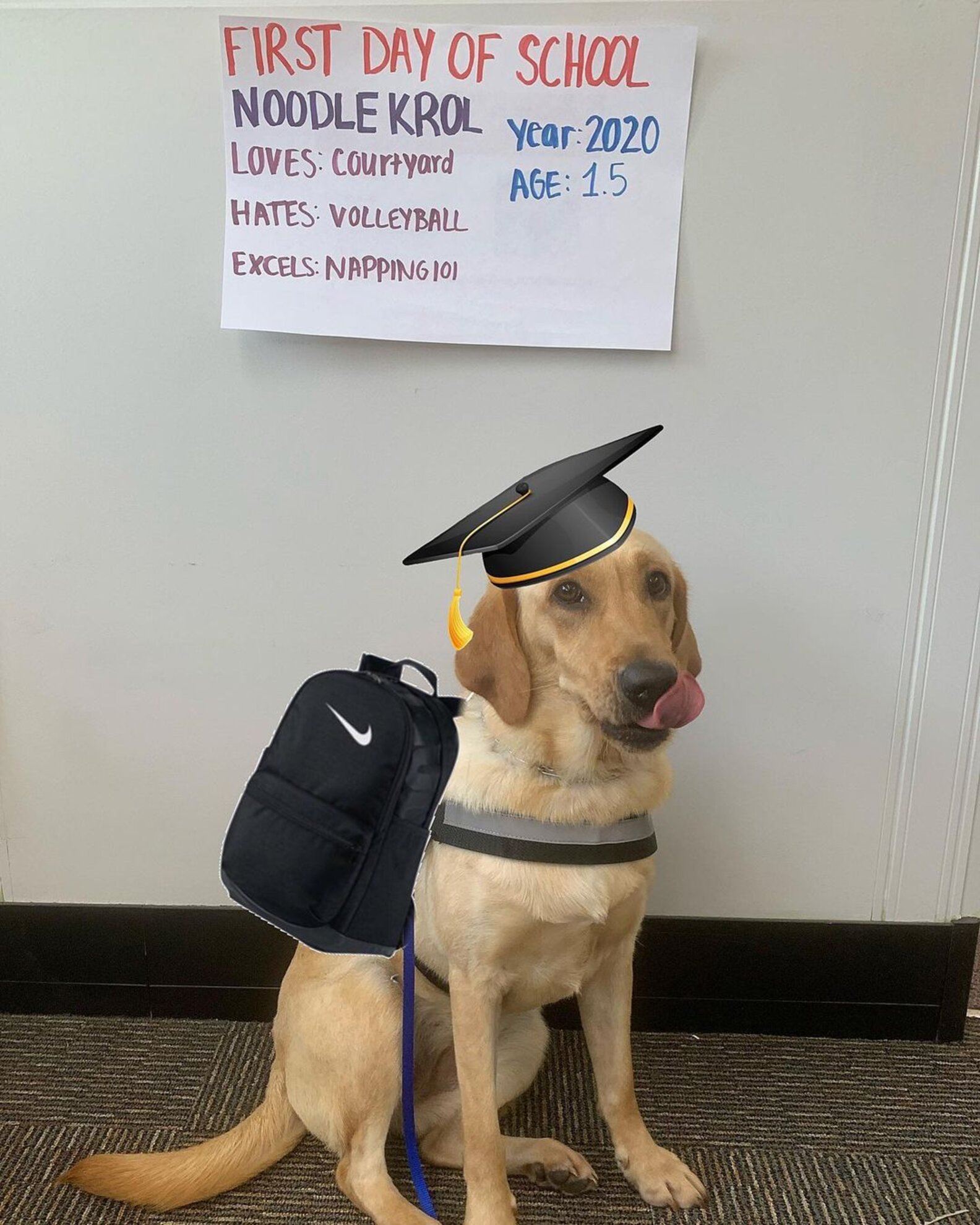 Service Dog Makes History When She 'Graduates' With A Masters Degree ...