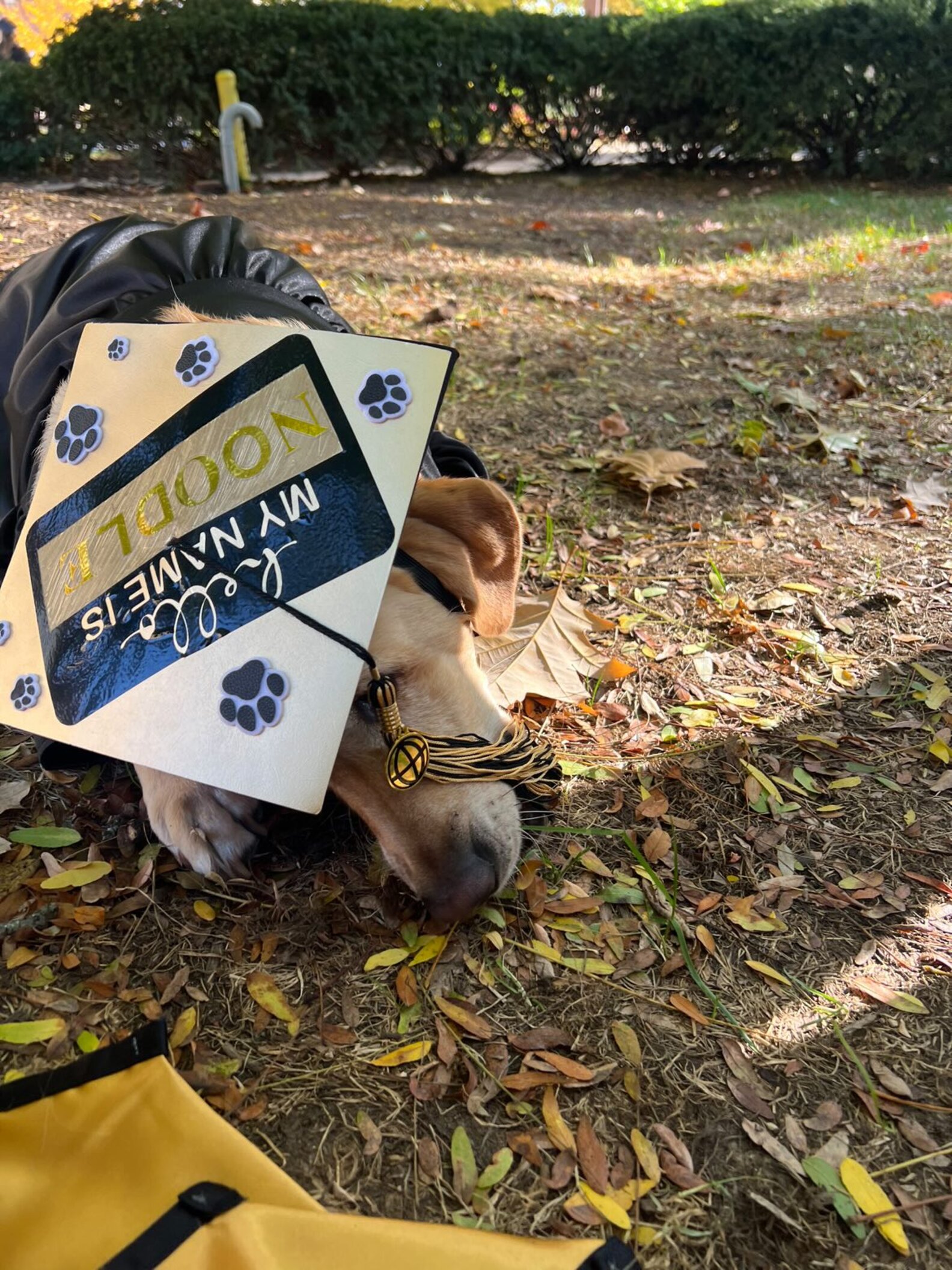 Service Dog Makes History When She 'Graduates' With A Masters Degree ...