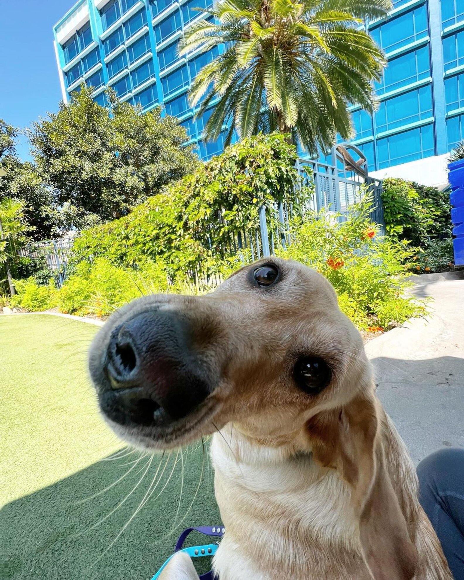 Service Dog Makes History When She 'Graduates' With A Masters Degree ...