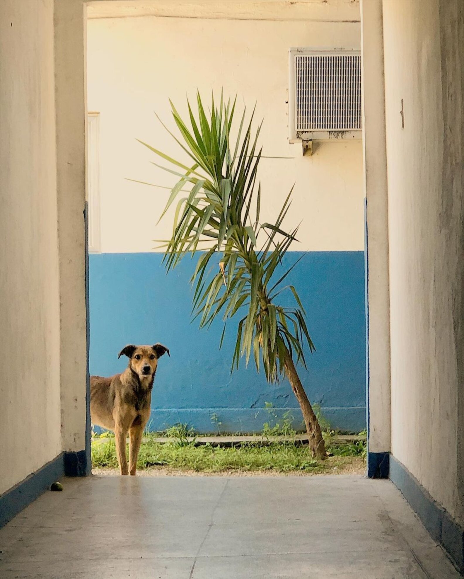 Stray Dog Sneaks Into Police Station And Won’t Leave Until He Gets A ...