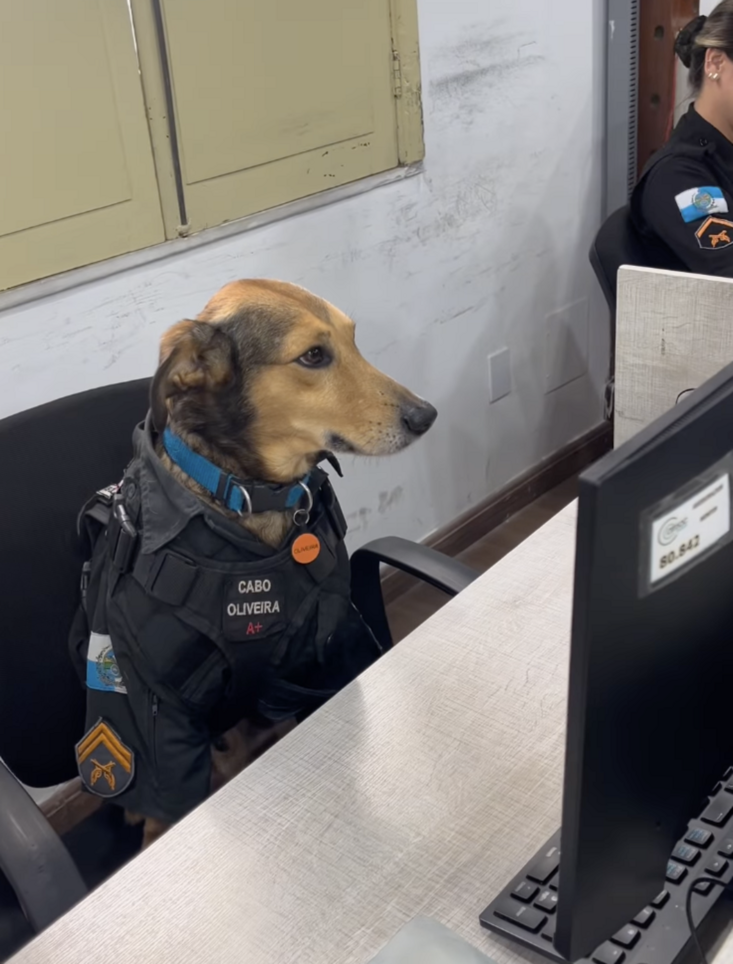Stray Dog Sneaks Into Police Station And Won’t Leave Until He Gets A ...