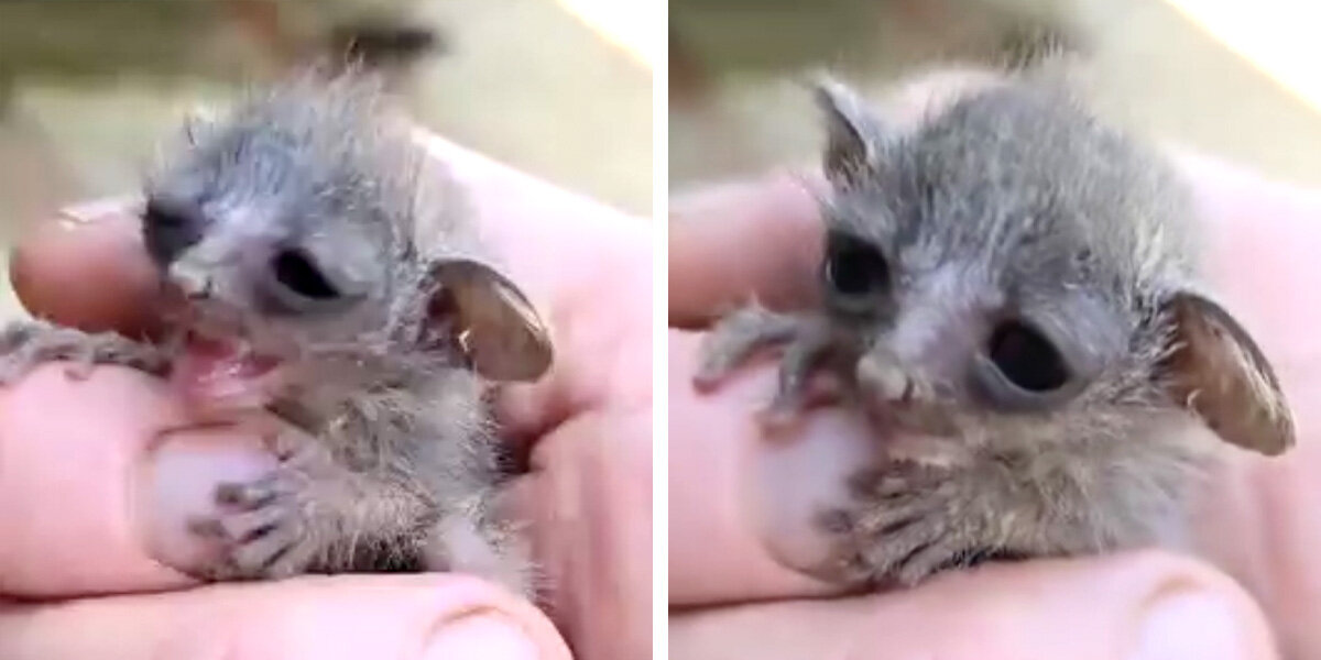 Woman Finds A Tiny Baby In Her Driveway — Then Arranges The Sweetest ...
