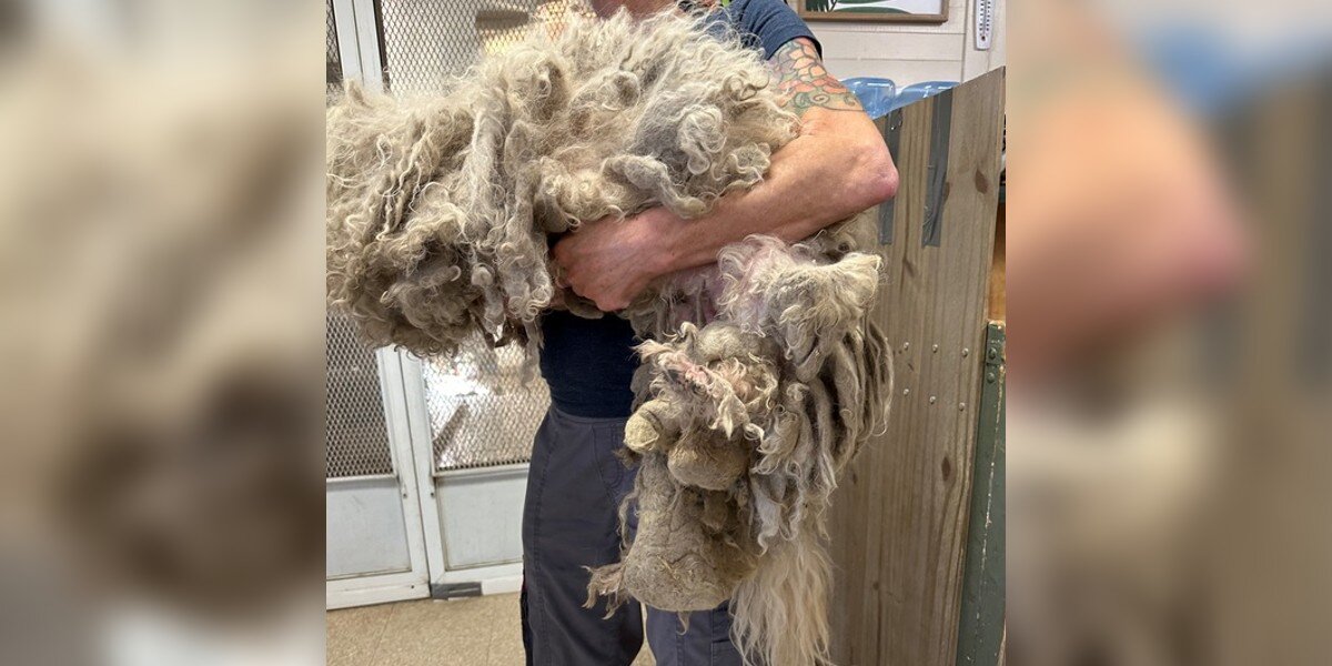 Huge Pile Of Fur Found In Yard Turns Out To Be The Sweetest Old Man ...