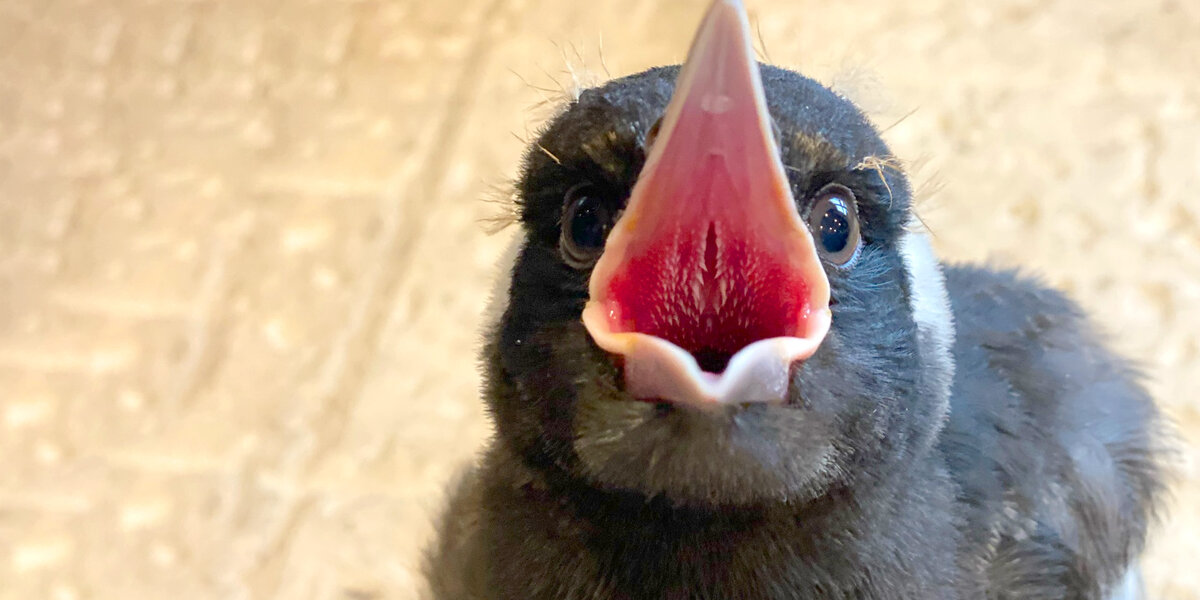 Baby Magpie Changes Kid Rescuer's Life - Videos - The Dodo