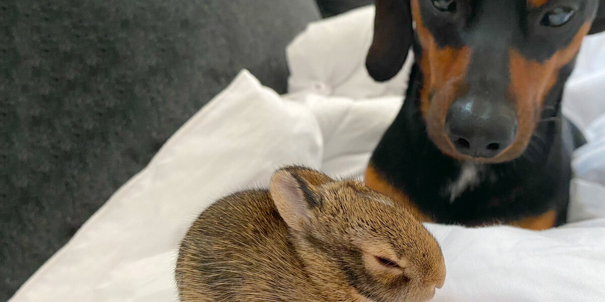 Hero Dog Rescues Tiny Bunny And Becomes His Brother! - Videos - The Dodo