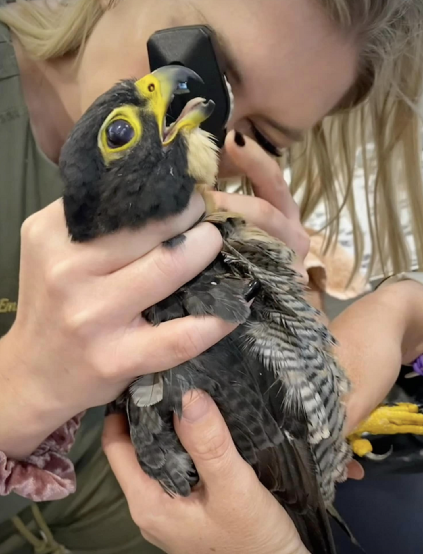 Huge Animal Falls Out Of The Sky And Into A Taylor Swift Concert Arena ...