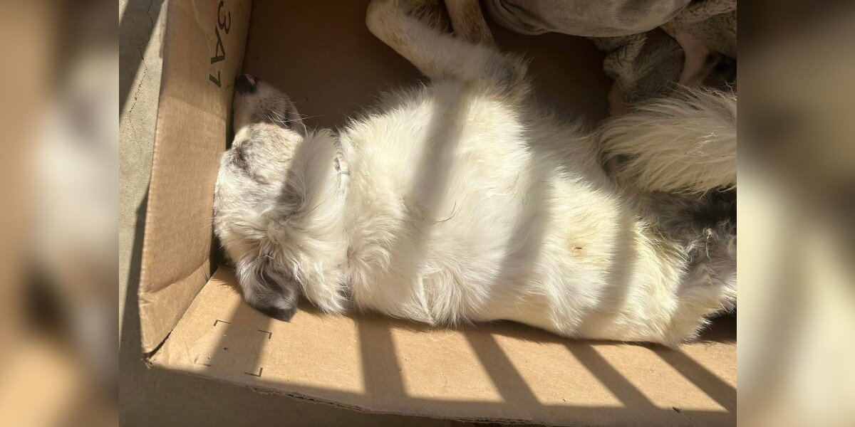 'Dead' Dog Abandoned In Amazon Box Turns Out To Be A Total Lovebug ...