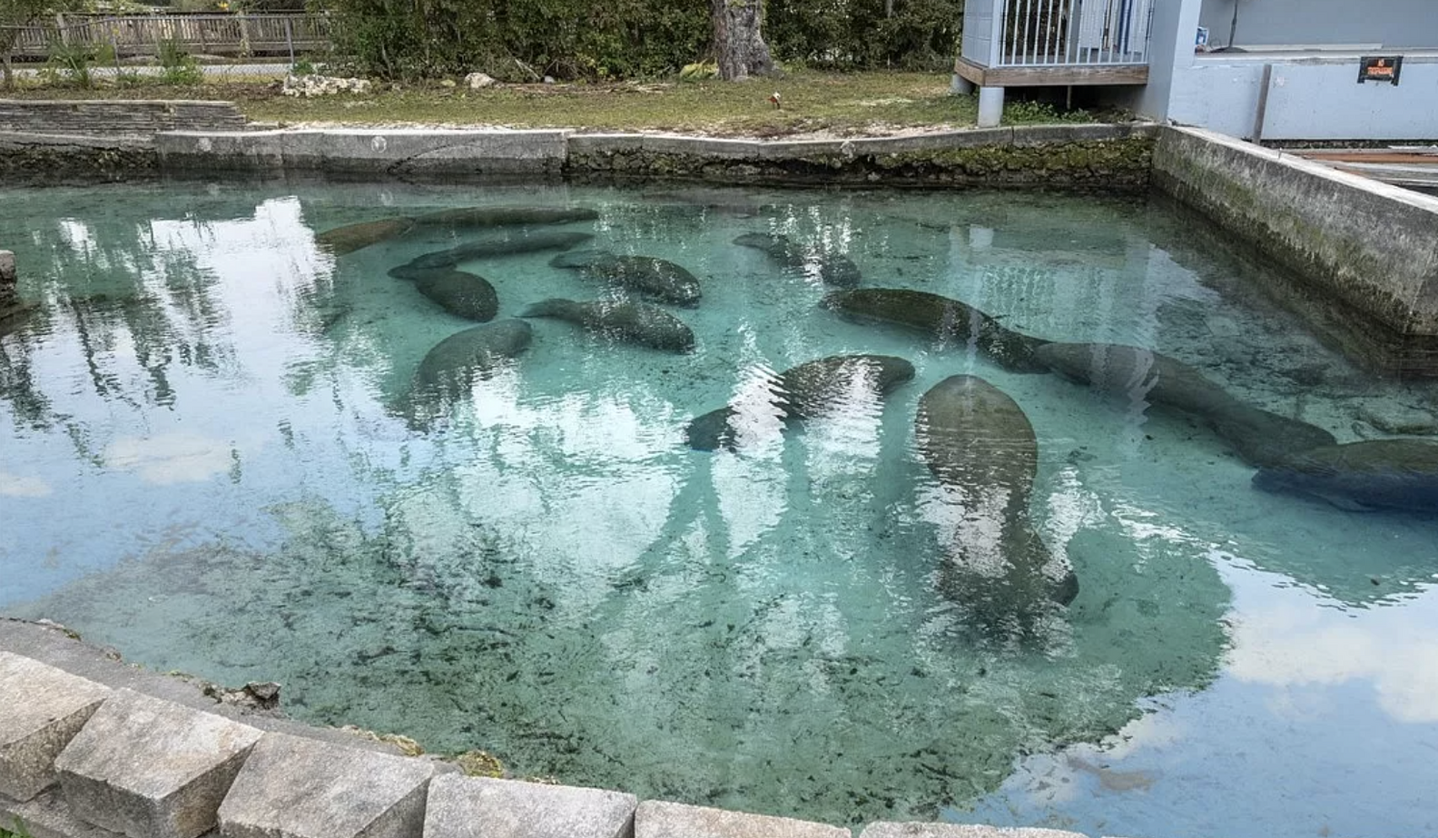 Dream House For Sale Comes With A Backyard That’s Filled With Manatees ...