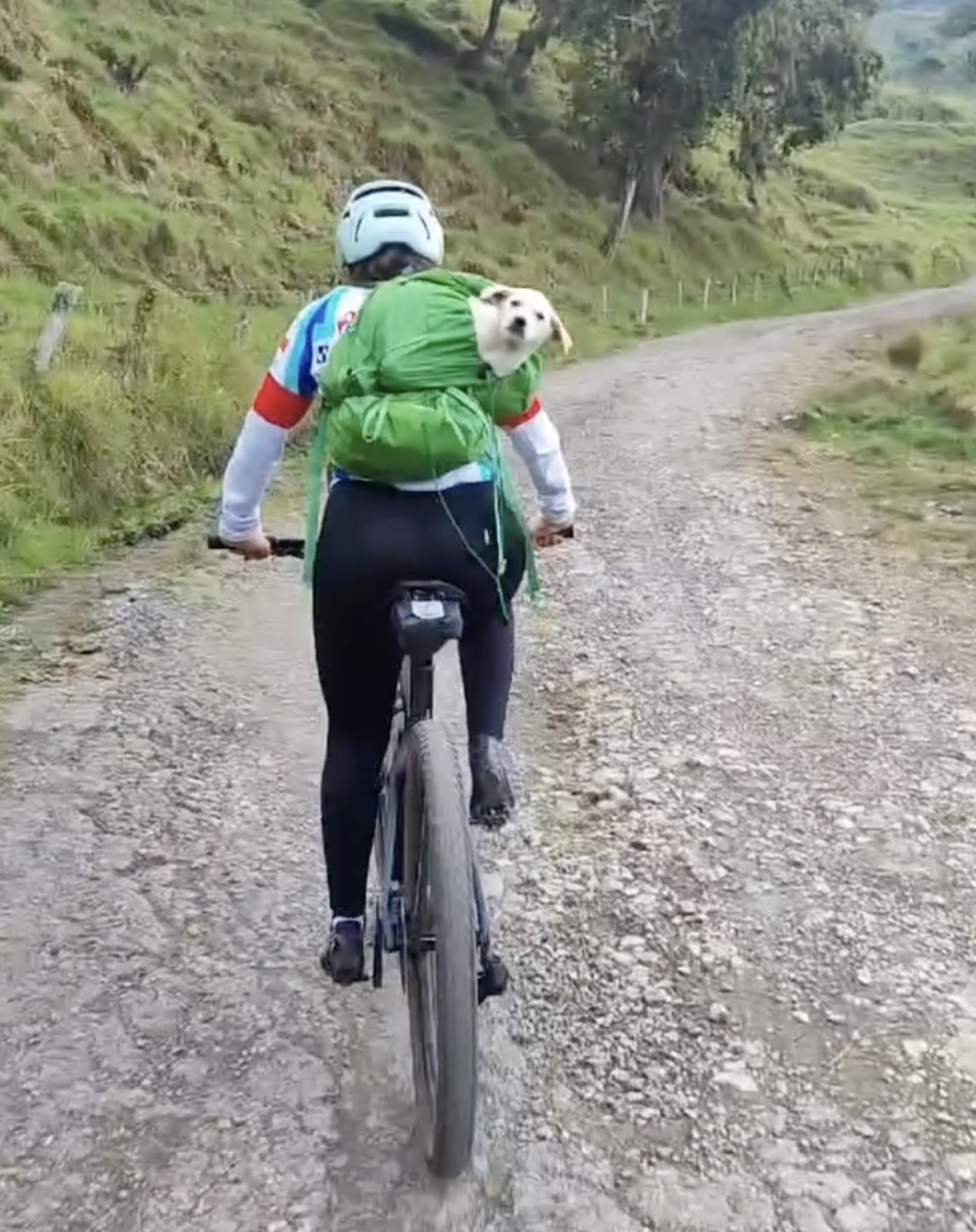 Stray Puppy Chases Down Mountain Biker, Begging To Go Home With Her ...