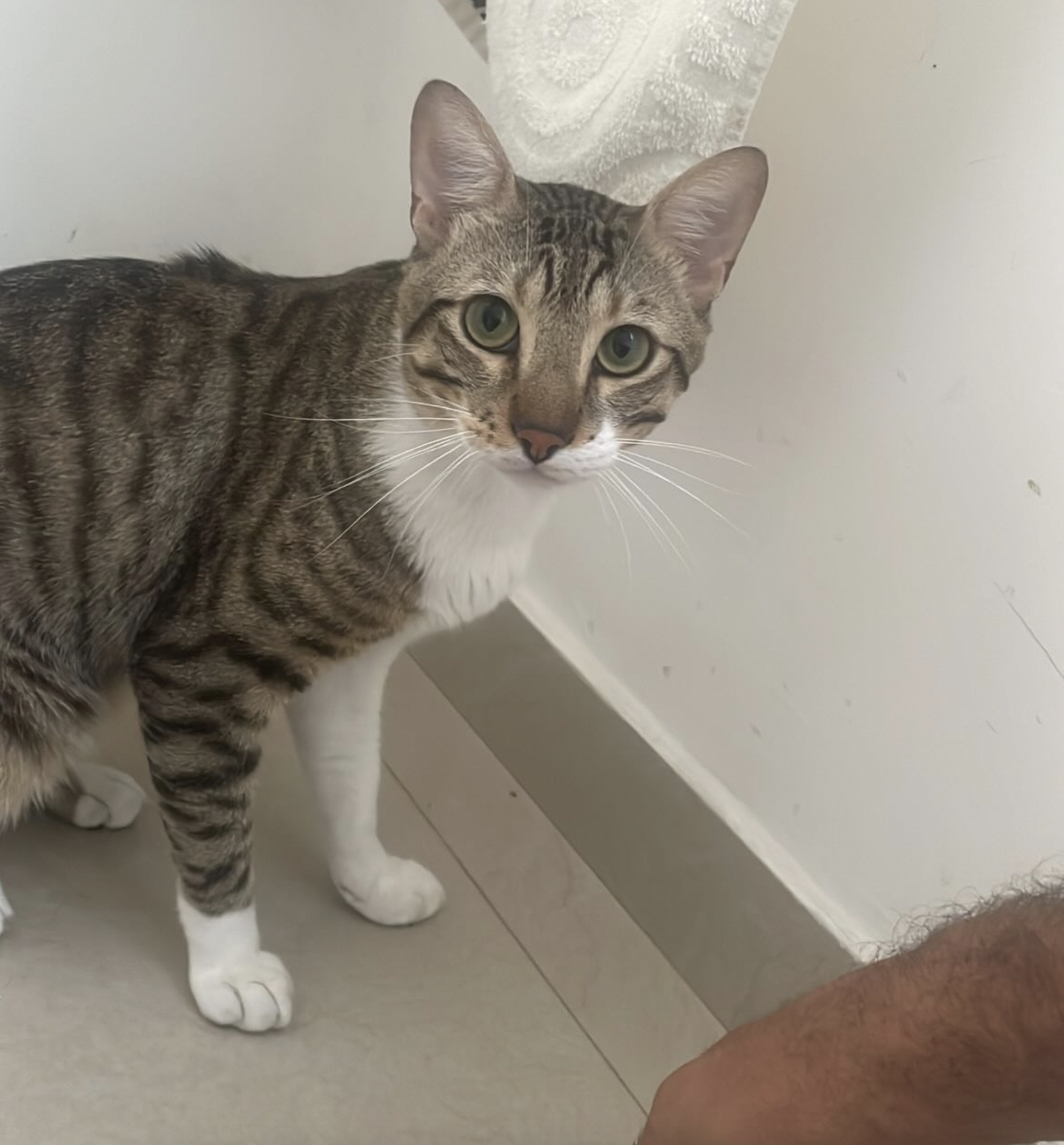 Man Brings His 'Lost' Cat Back Home — Only To Find He's Already There ...