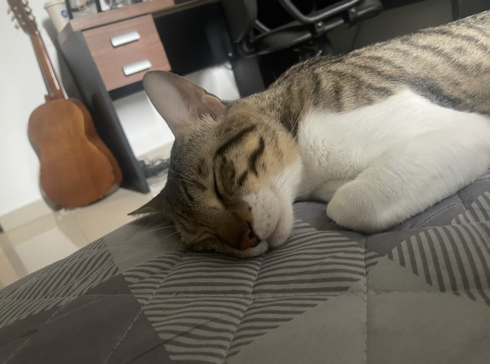 Man Brings His 'Lost' Cat Back Home — Only To Find He's Already There ...