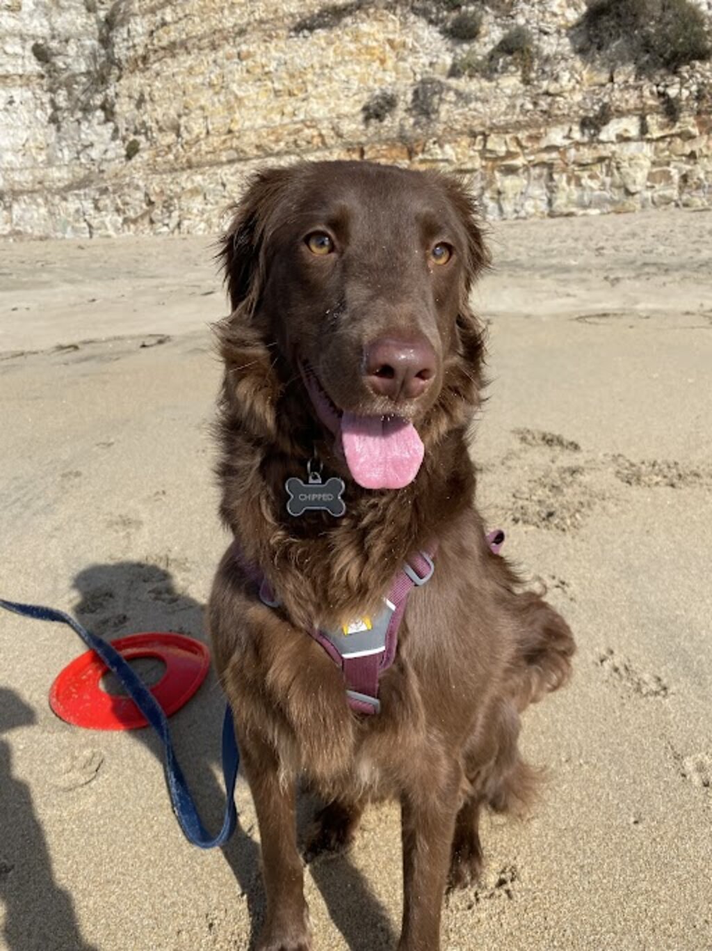 Skinny, Hairless Shelter Dog Shocks Her Adopter By Becoming Super ...