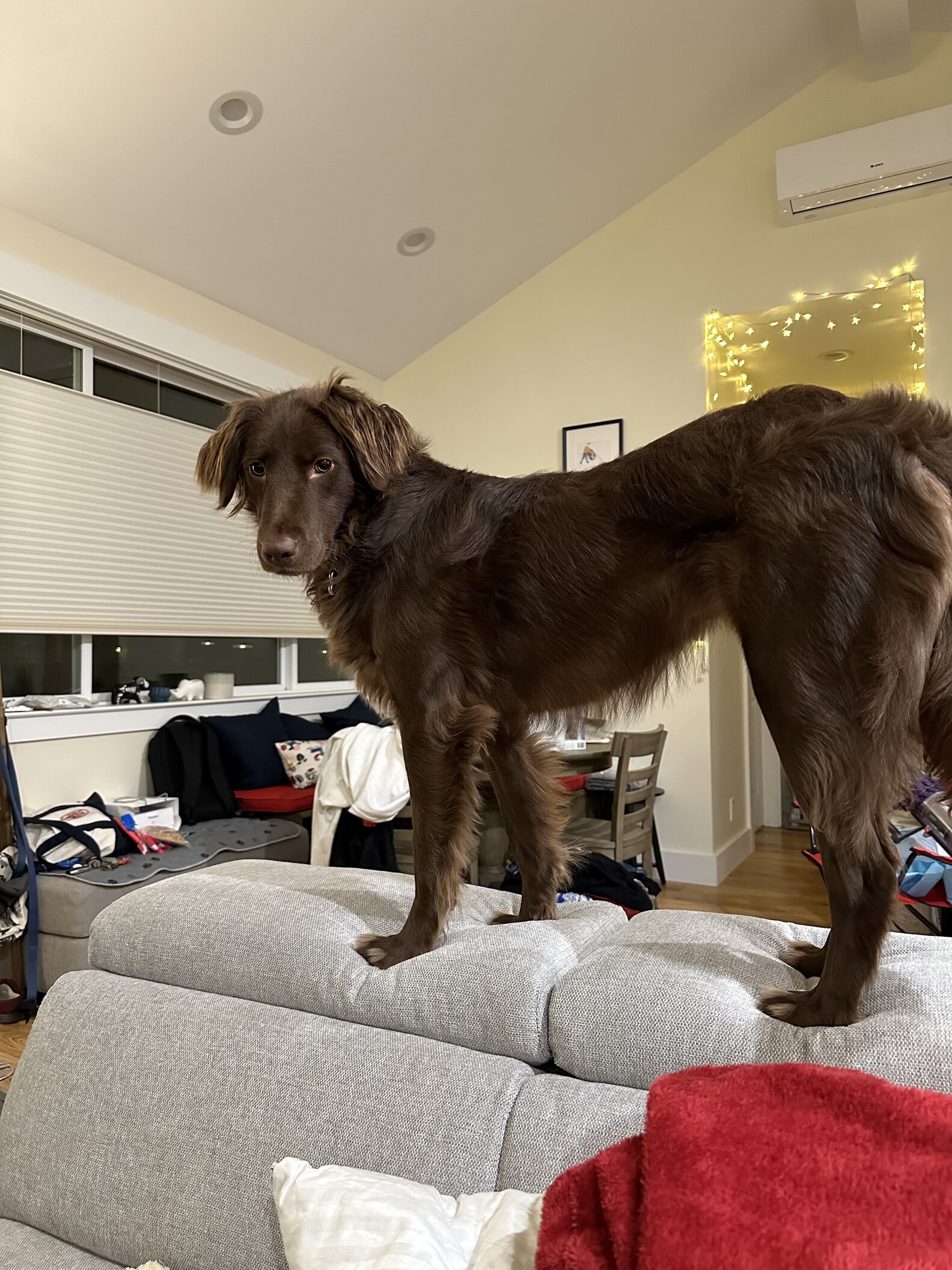 Skinny, Hairless Shelter Dog Shocks Her Adopter By Becoming Super ...