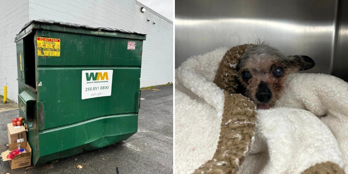 Animal Found Crying In Dumpster Looks Amazing After His First Haircut ...