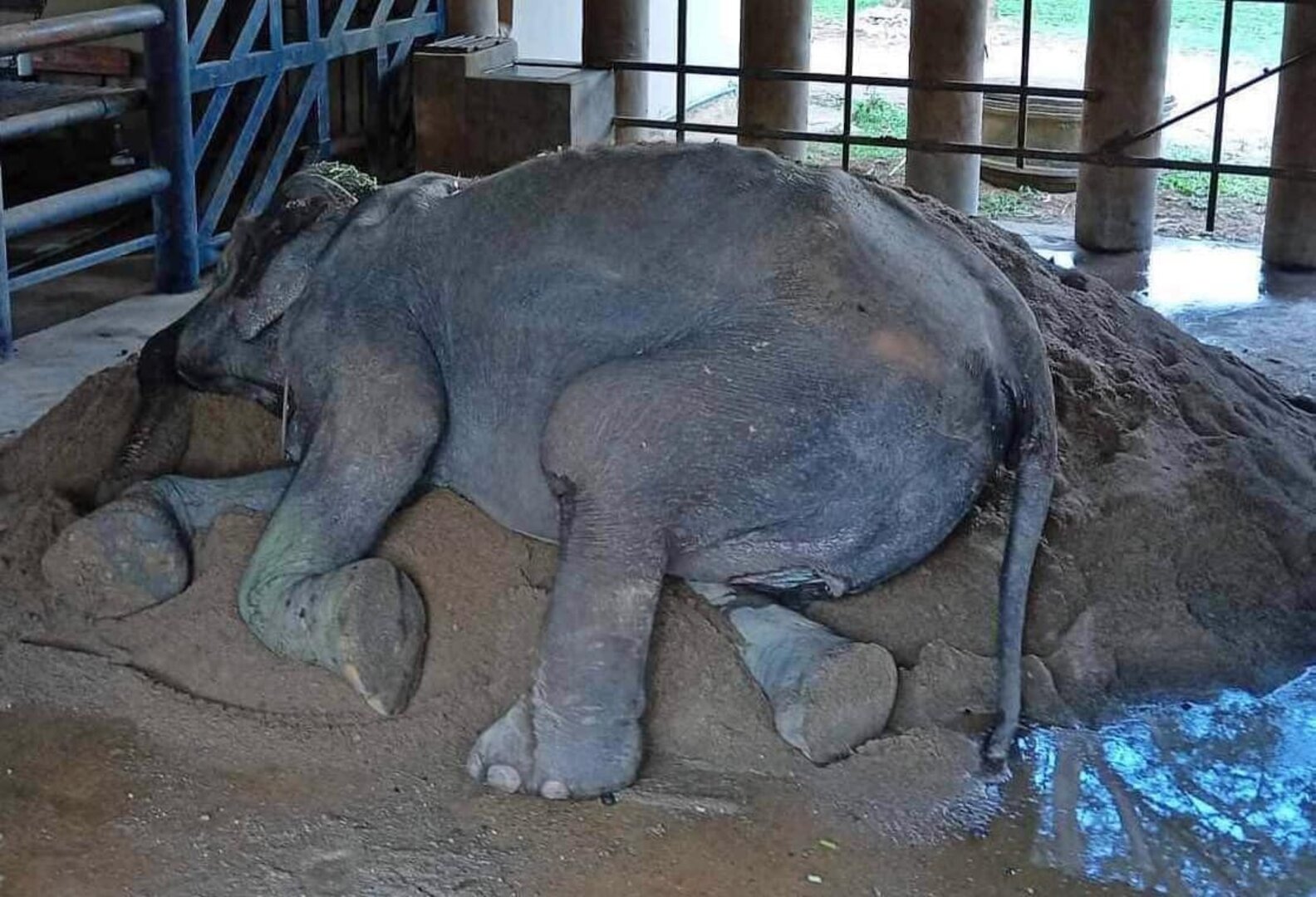 Rescued Elephant Can Finally Lay Down For The First Time In 80 Years ...