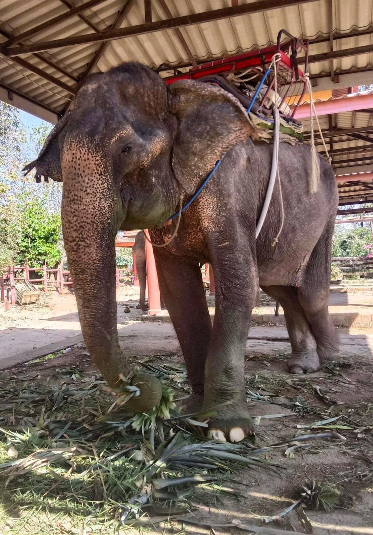 Rescued Elephant Finally Lays Down For The First Time In 80 Years - The ...