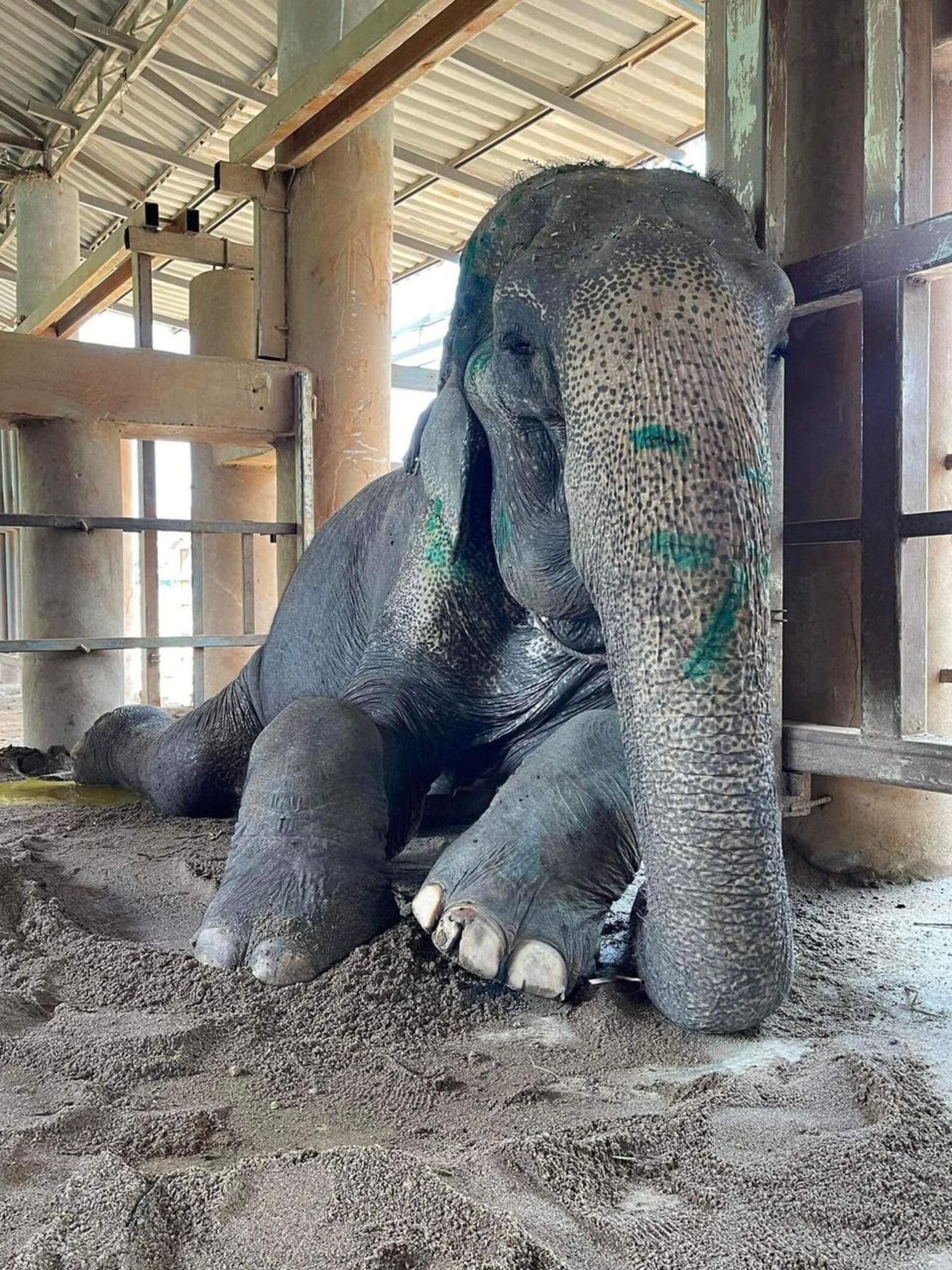 Rescued Elephant Finally Lays Down For The First Time In 80 Years - The ...